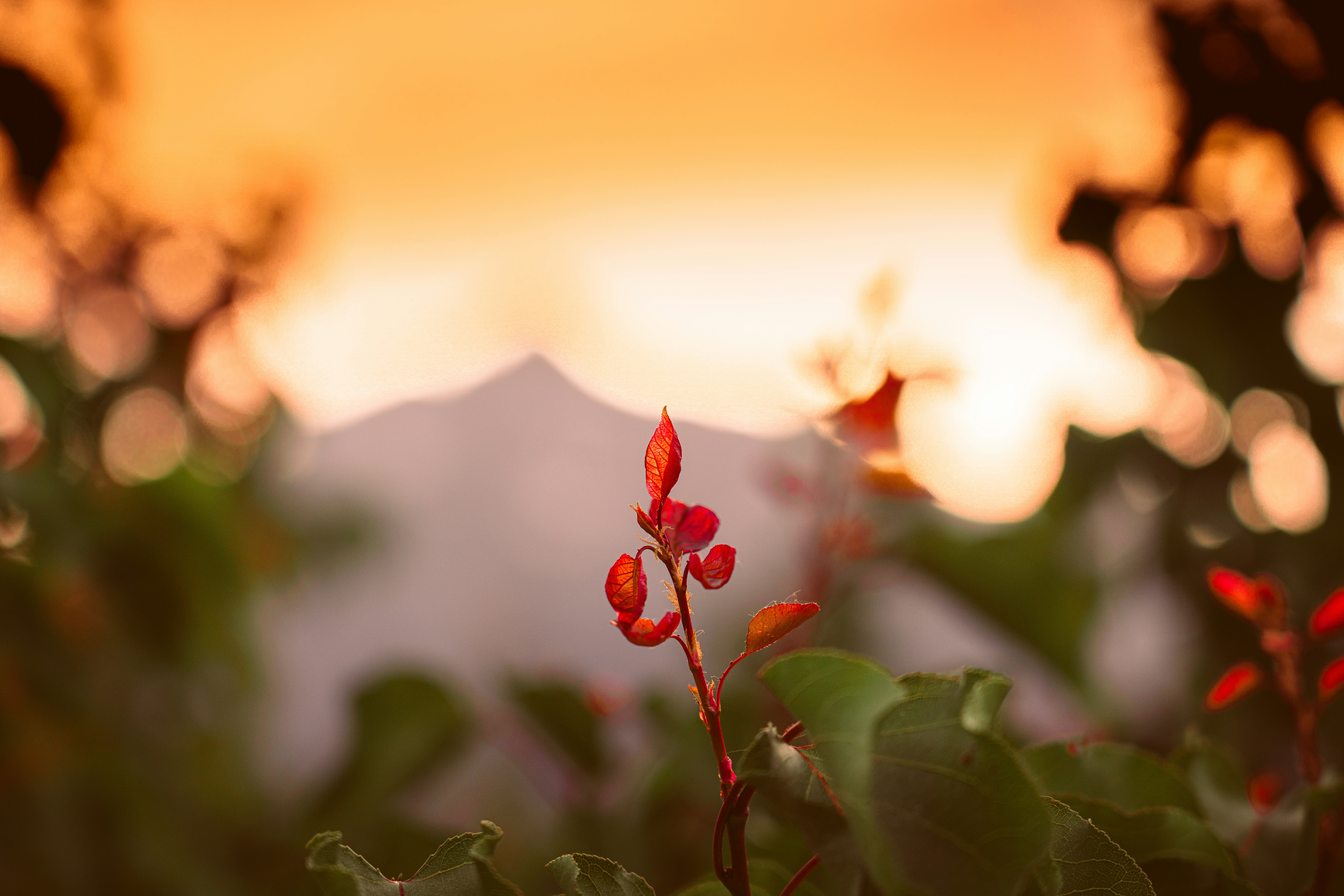 Blossom in Sunset: A Red Sprout Against a Blurred Golden Horizon