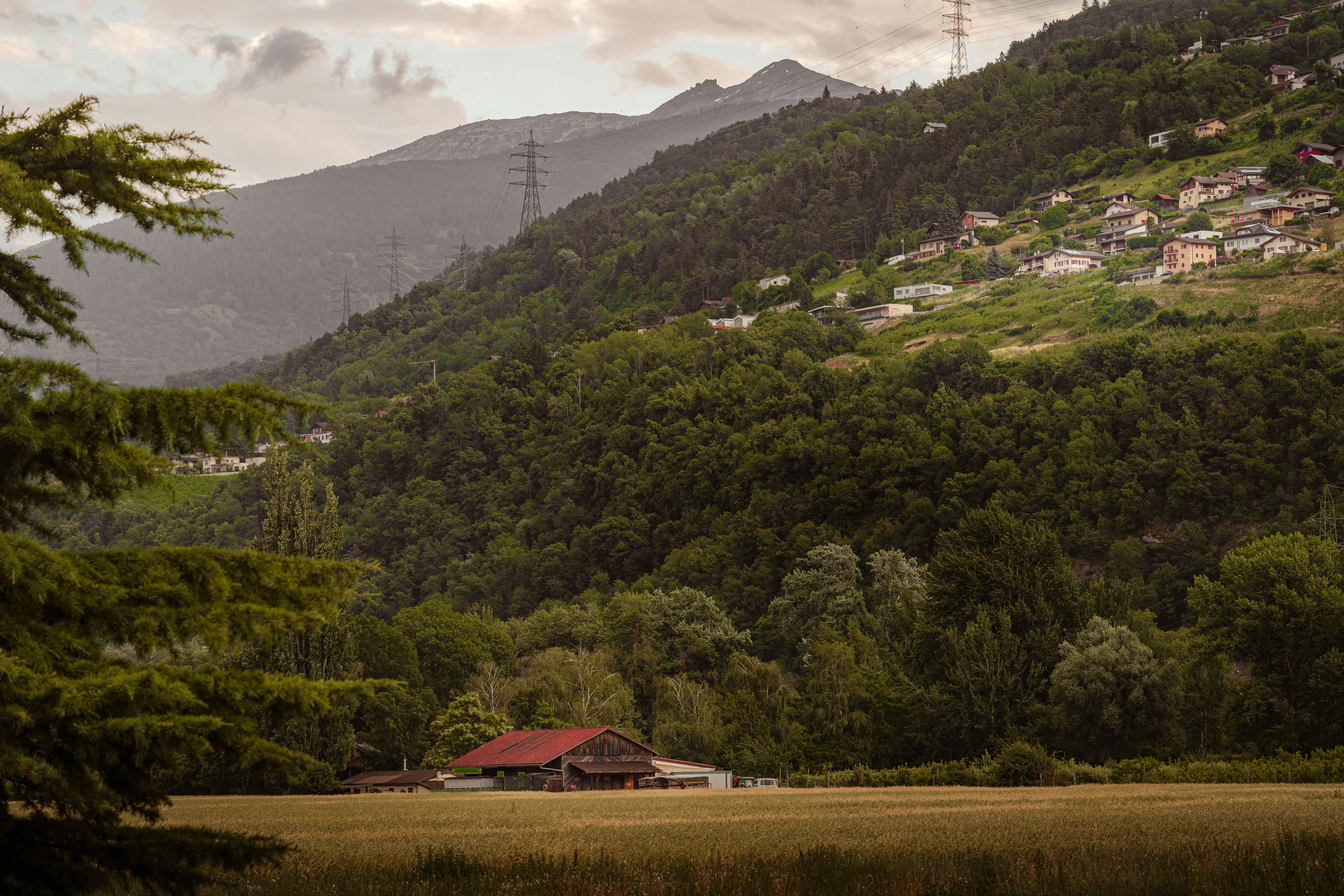 Quiet Farm Amid Terrace Forests under Distant Hills