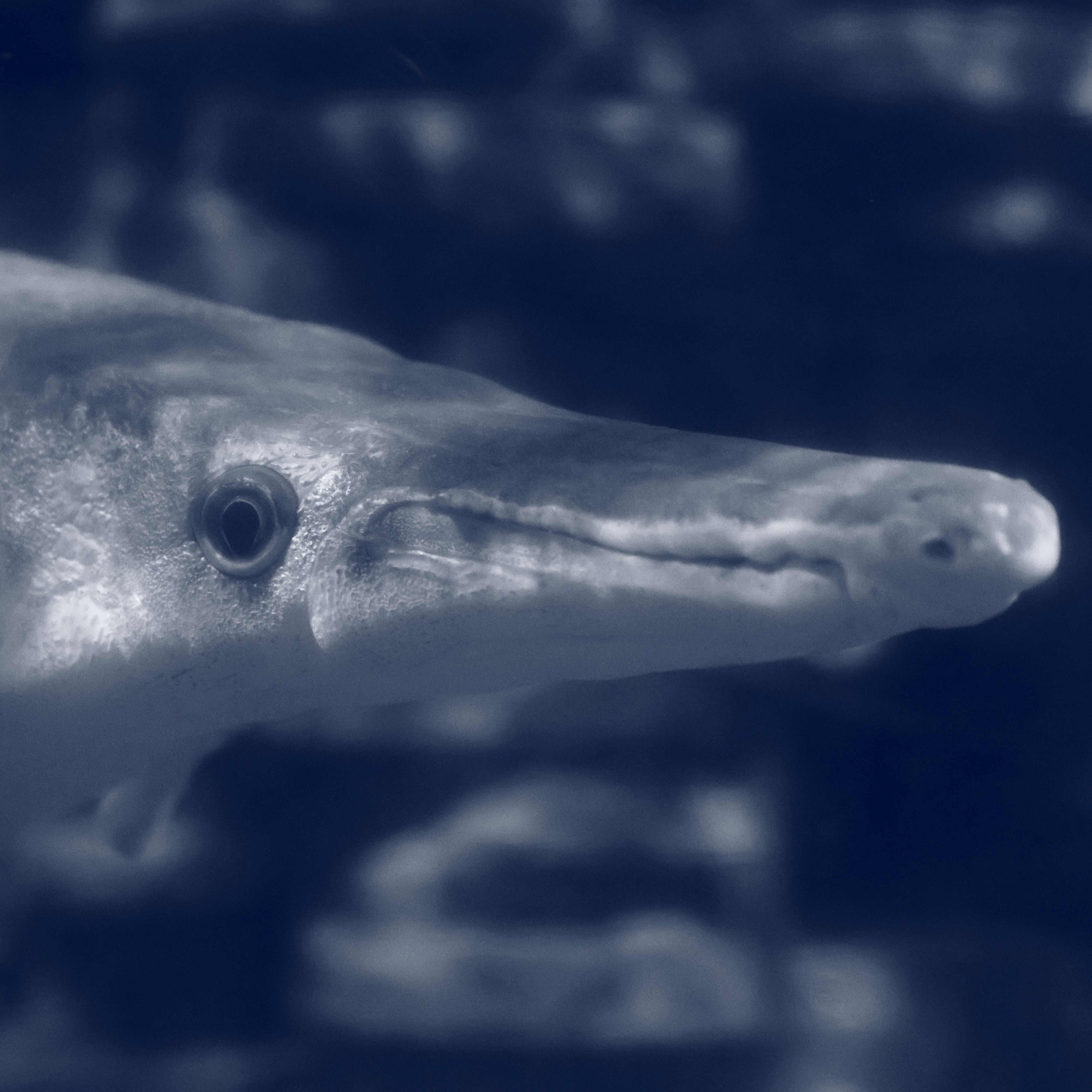 Close-up of a predatory gaze: a shallow-munition encounter with a pale snout