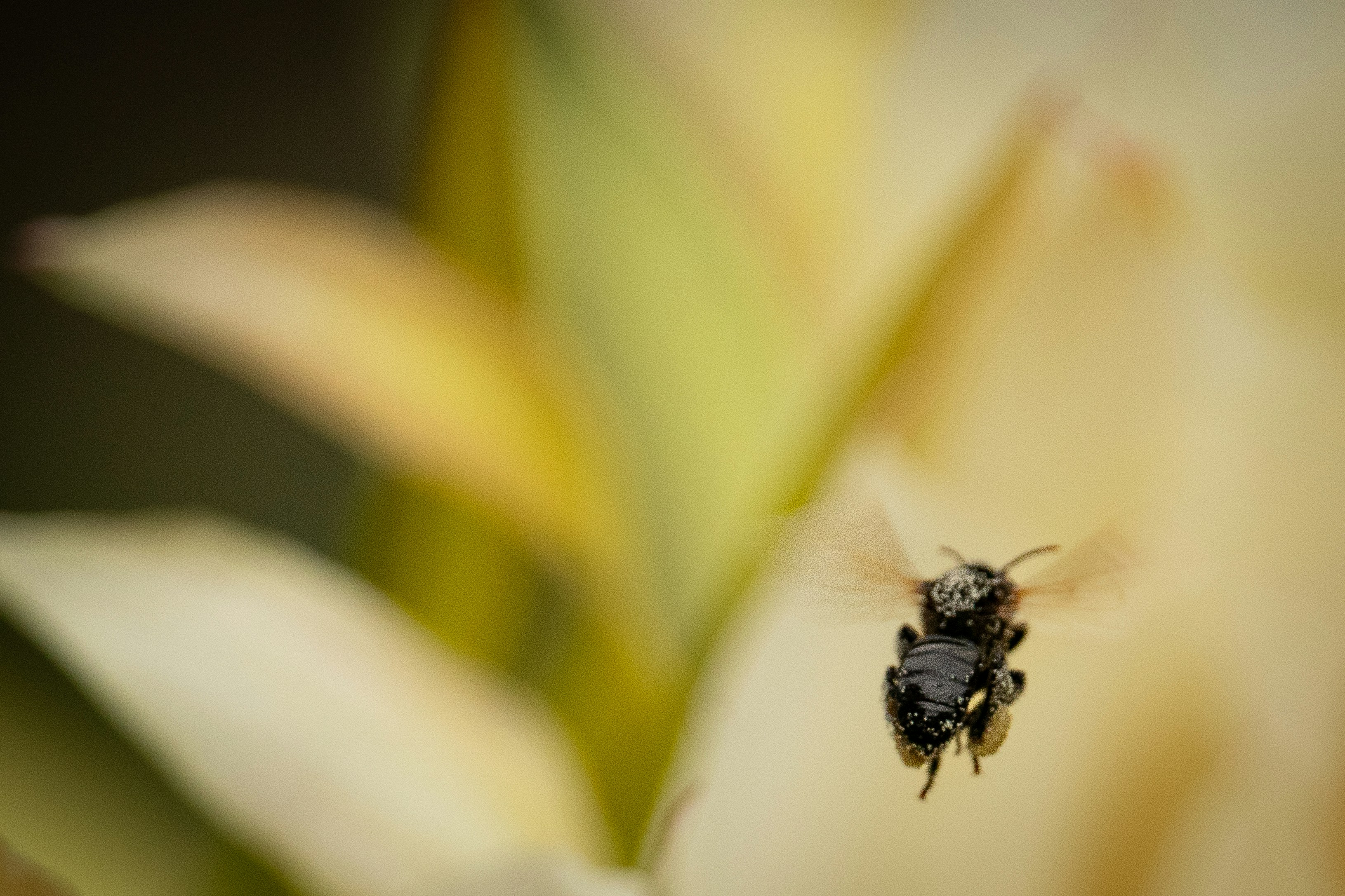 Honeybee in Flight: A Moment of Surface Tambourine on a Soft Green Canvas