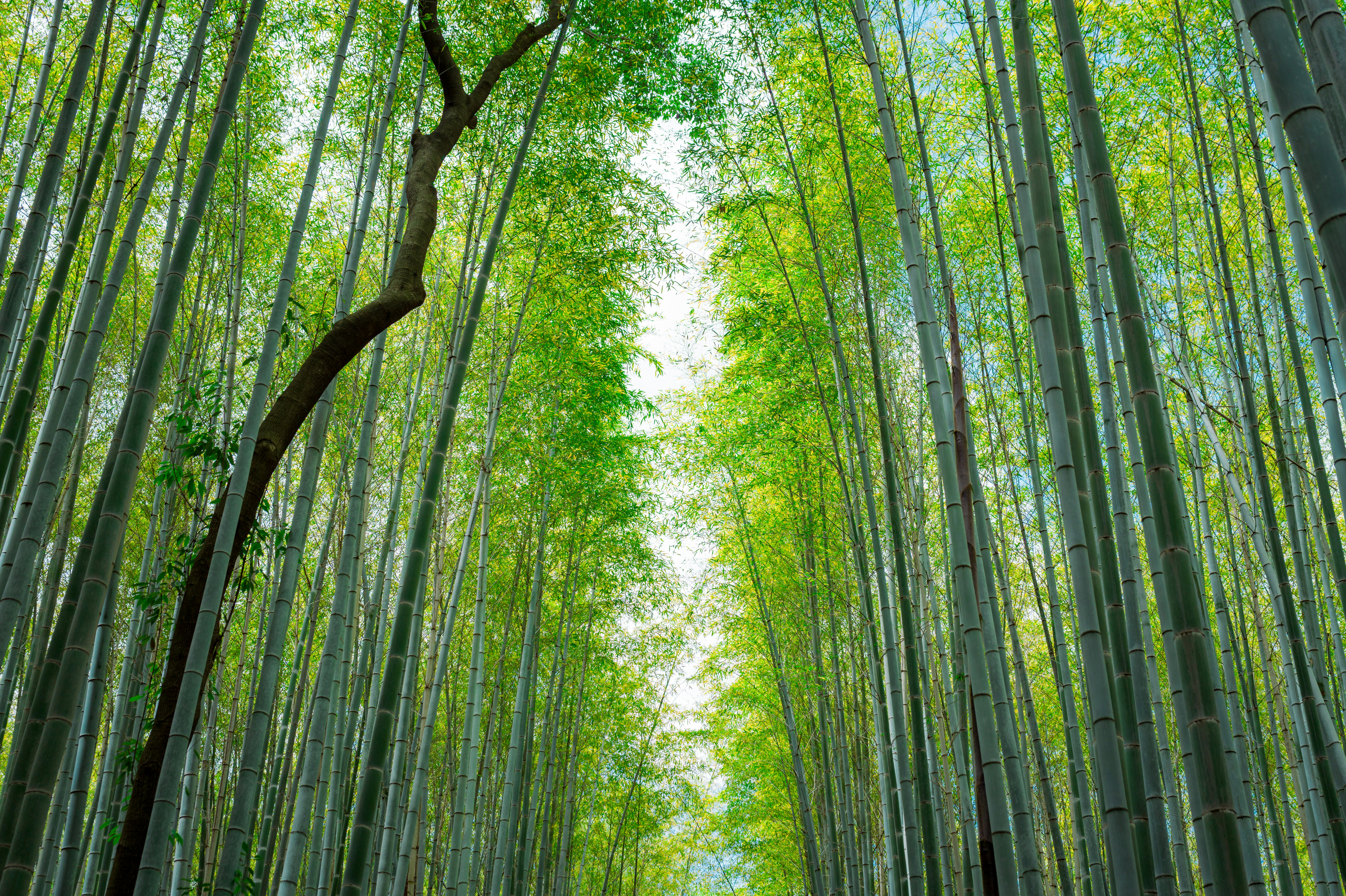 Bamboo Cathedral: A Green Corridor Reaching for the Sky