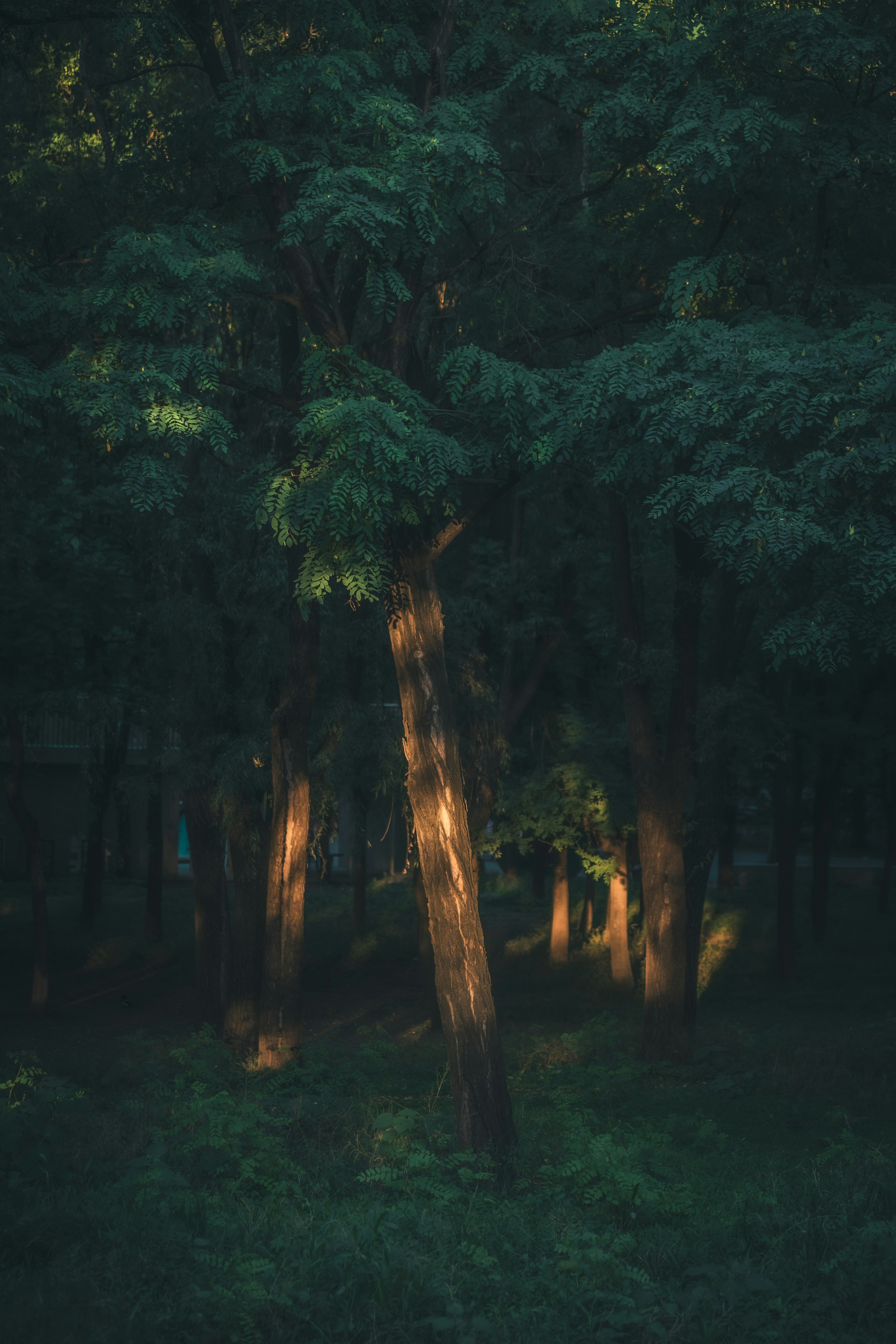 Golden Shaft Through a Quiet Forest