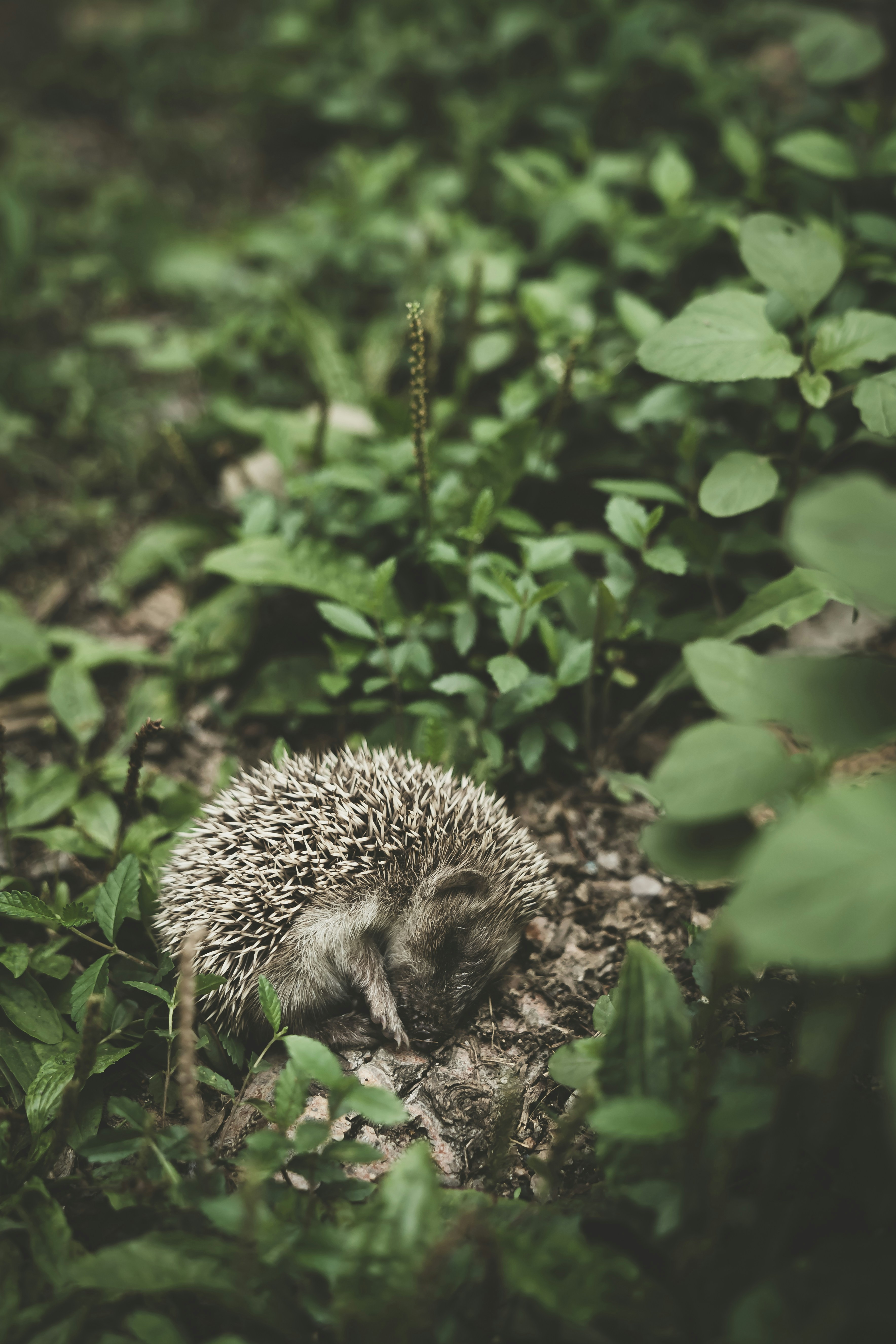 Hidden Hedgehog in a Quiet Green Understory