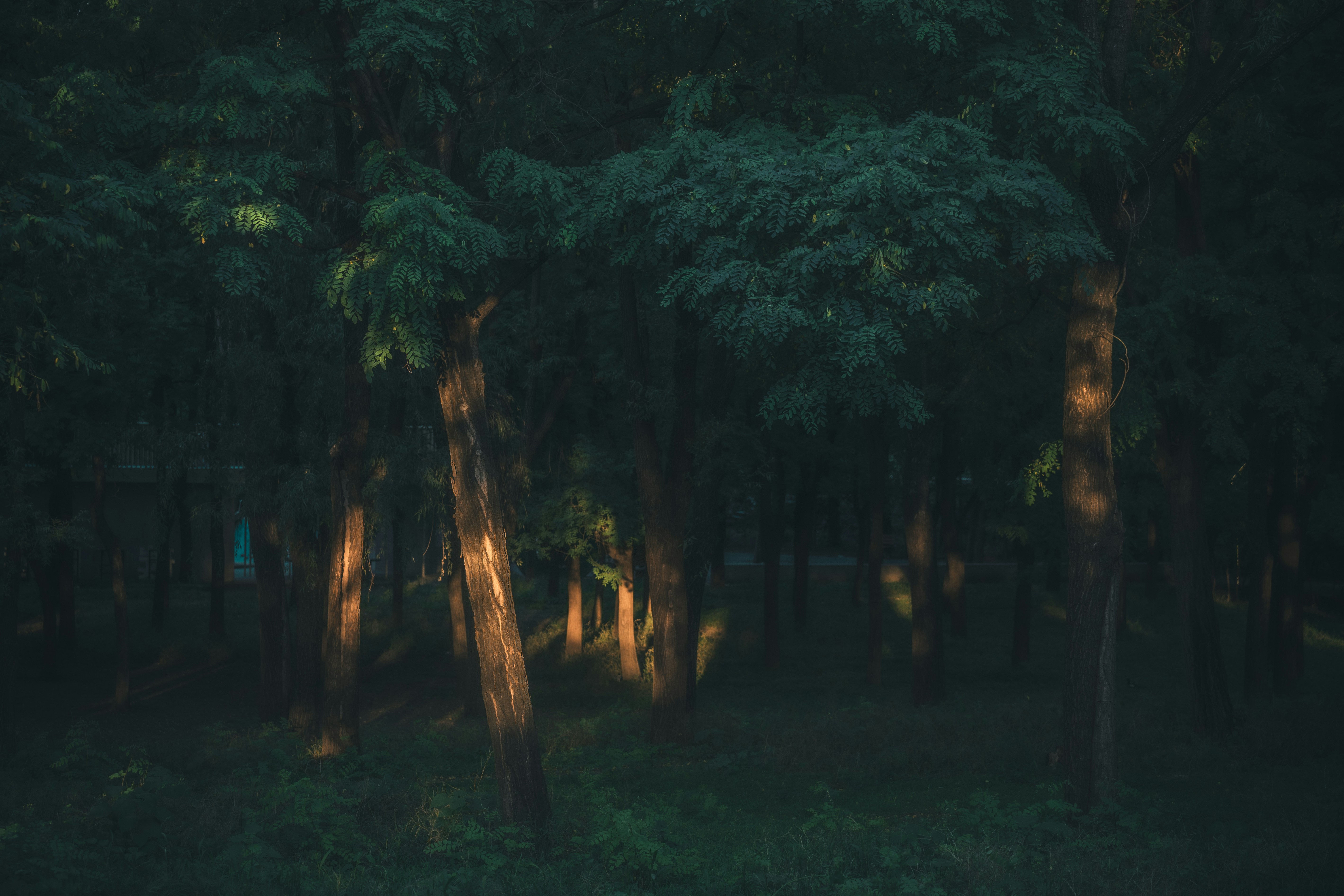 Dappled forest glow amid evening shade