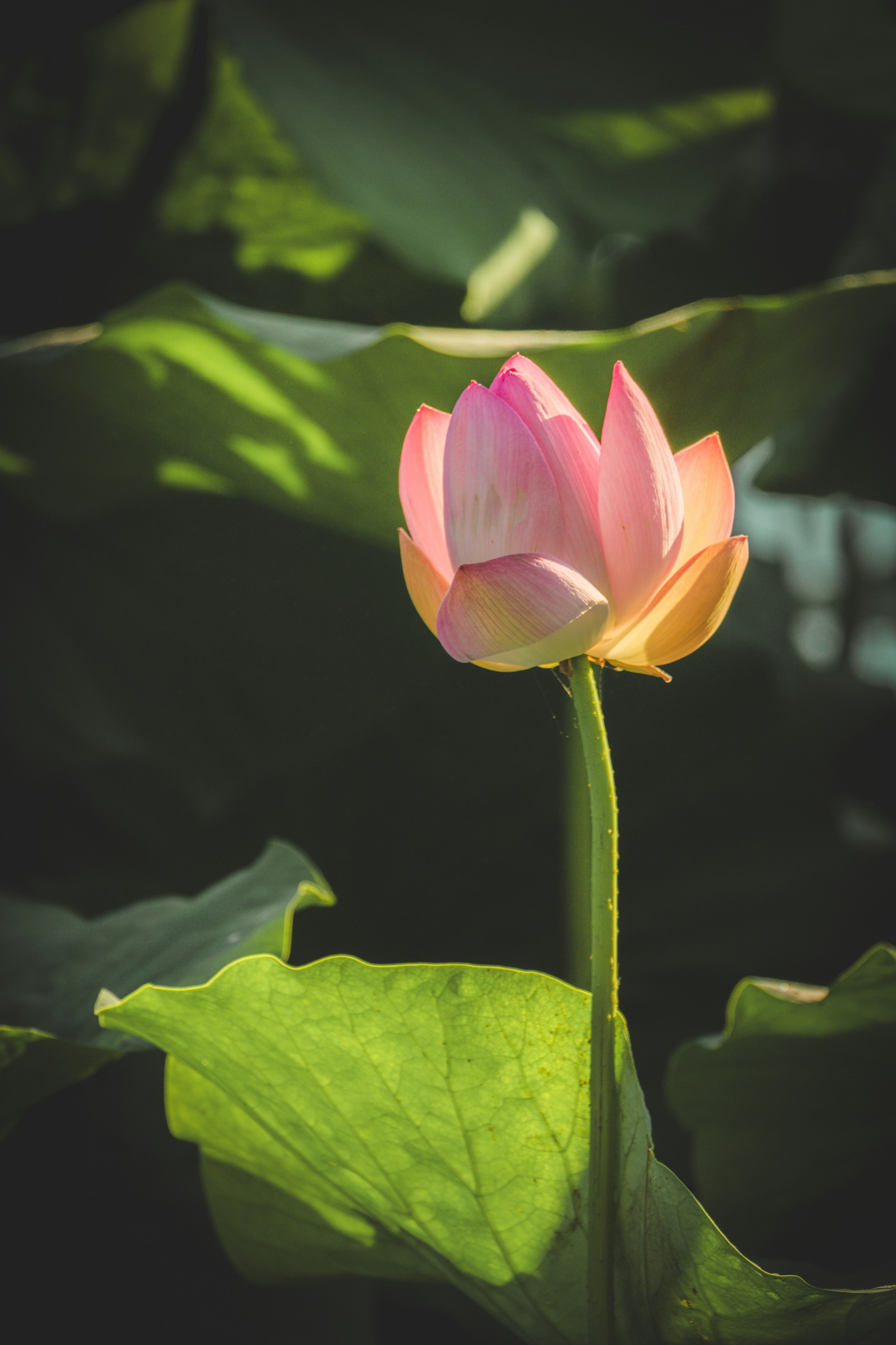 Single Lotus: Gentle Bloom Against a Quiet Green Backdrop