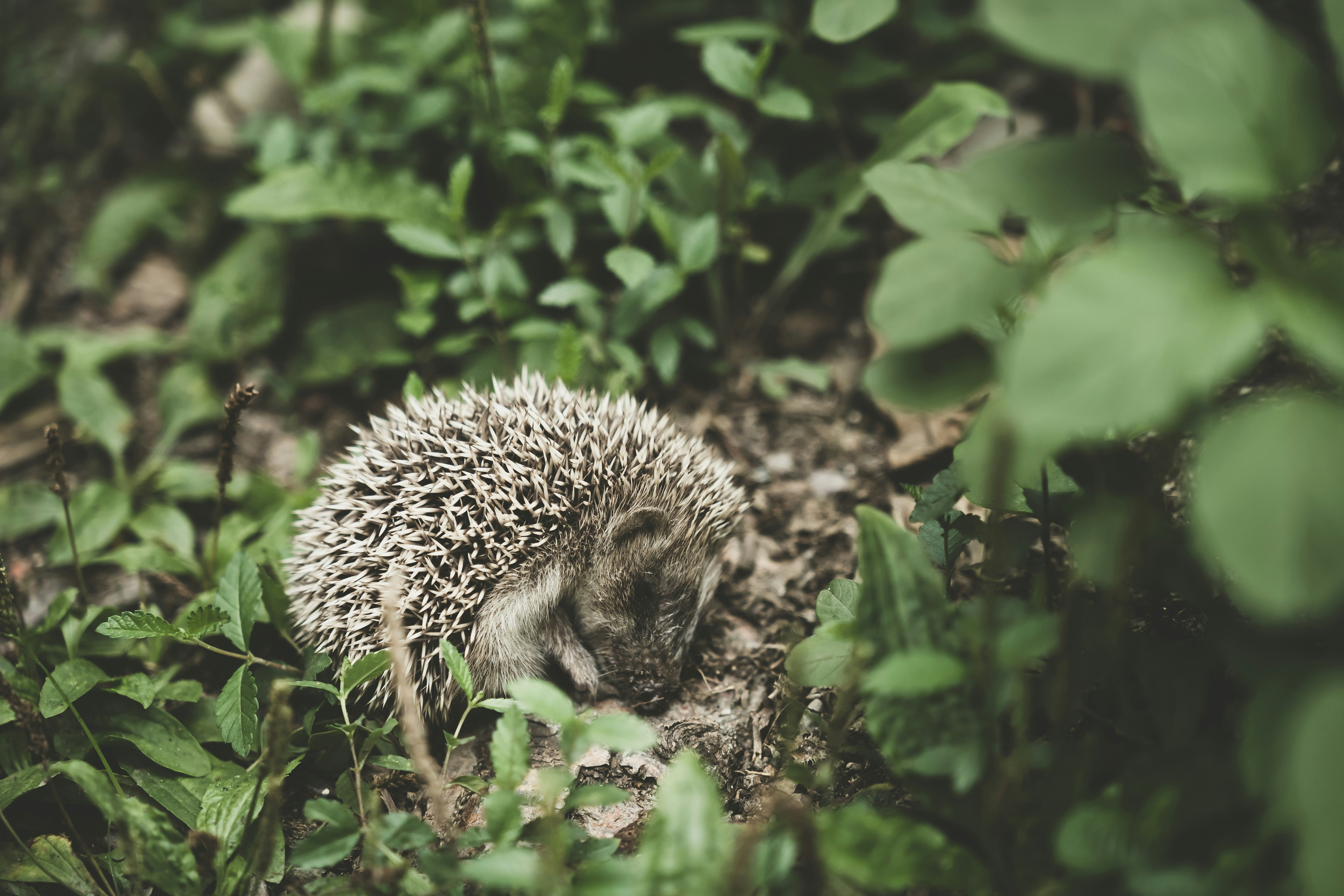 Hidden Hedgehog Among Leafy Veils