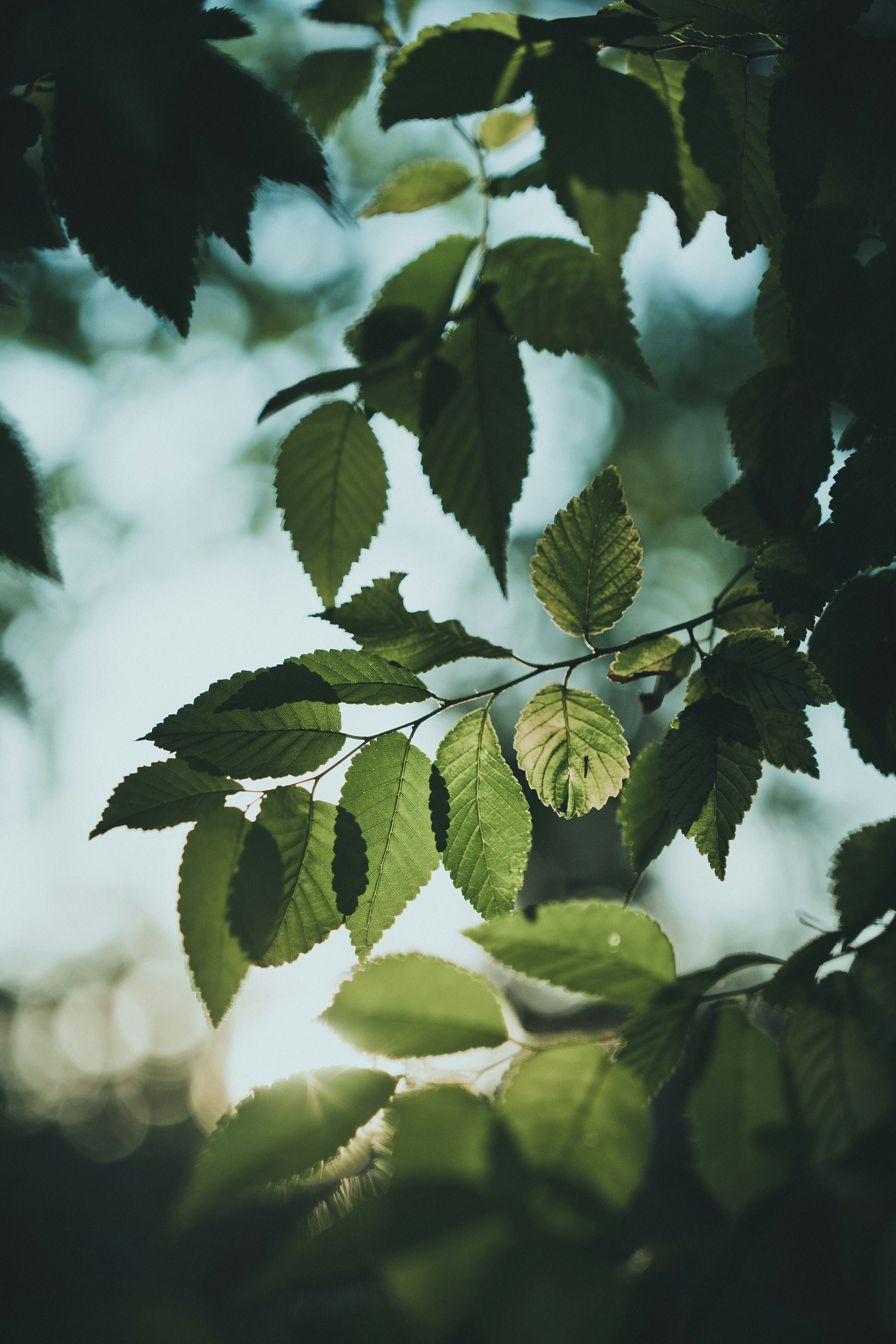 Sunlit serrated leaves reach toward the frame light