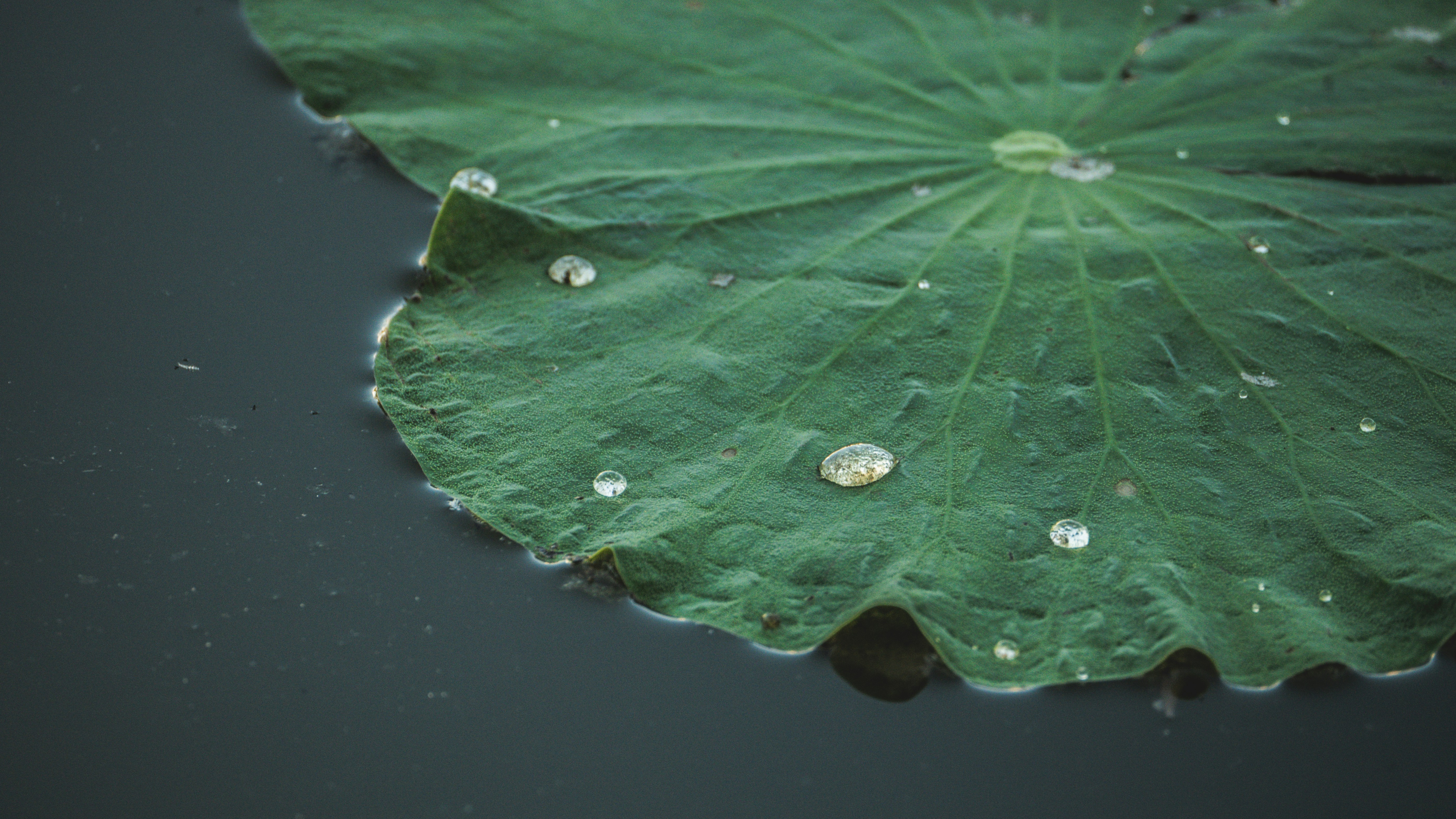 Dew on a Lily Pad Edge: Quiet Light on a Pond
