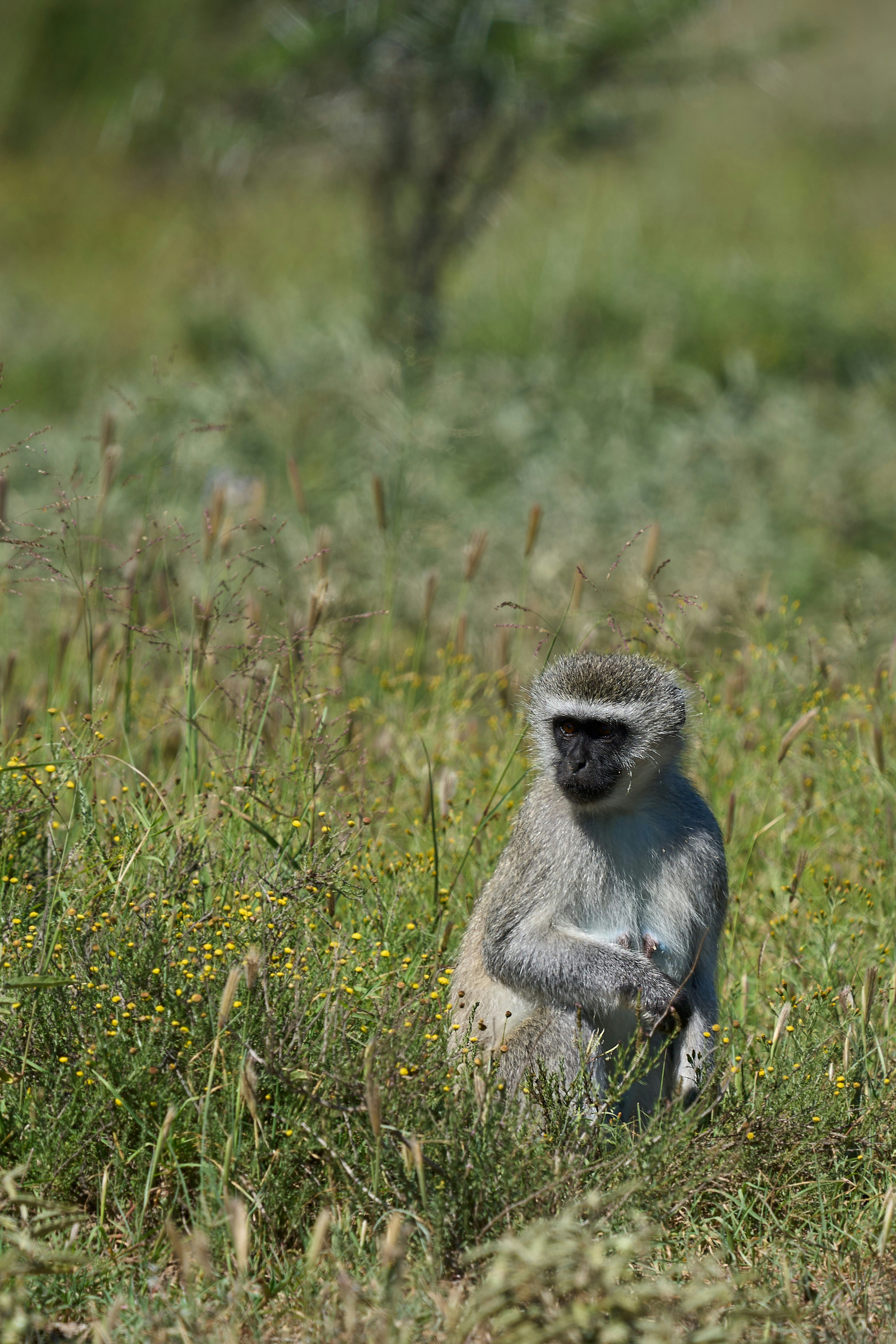 Gentle Sentry in Meadow: A Vervet Quietly Observes the Field
