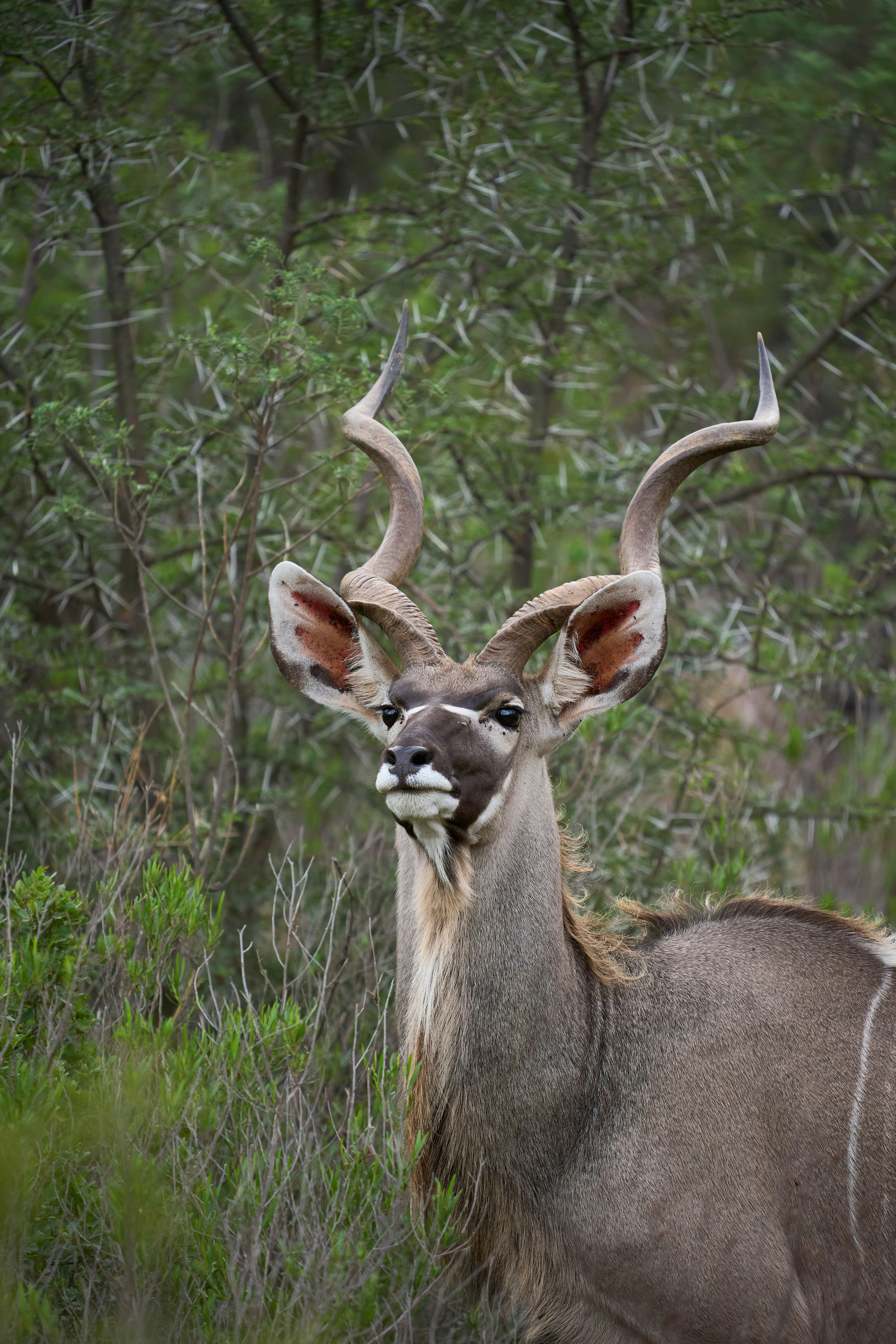 Antlered Sentinel of the Brush