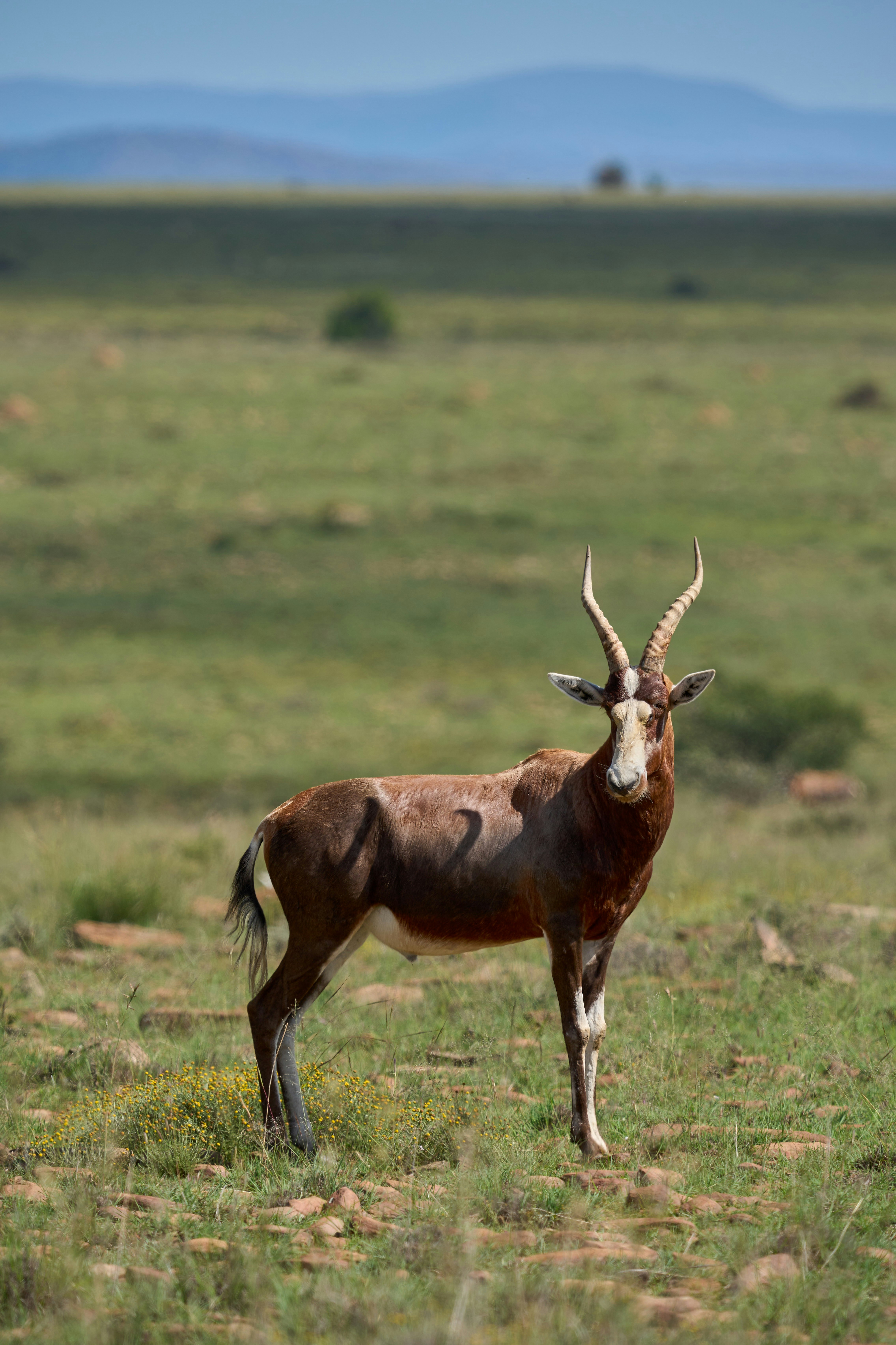 Single Kudu in Serengeti-esk Plains Under Wide Skies
