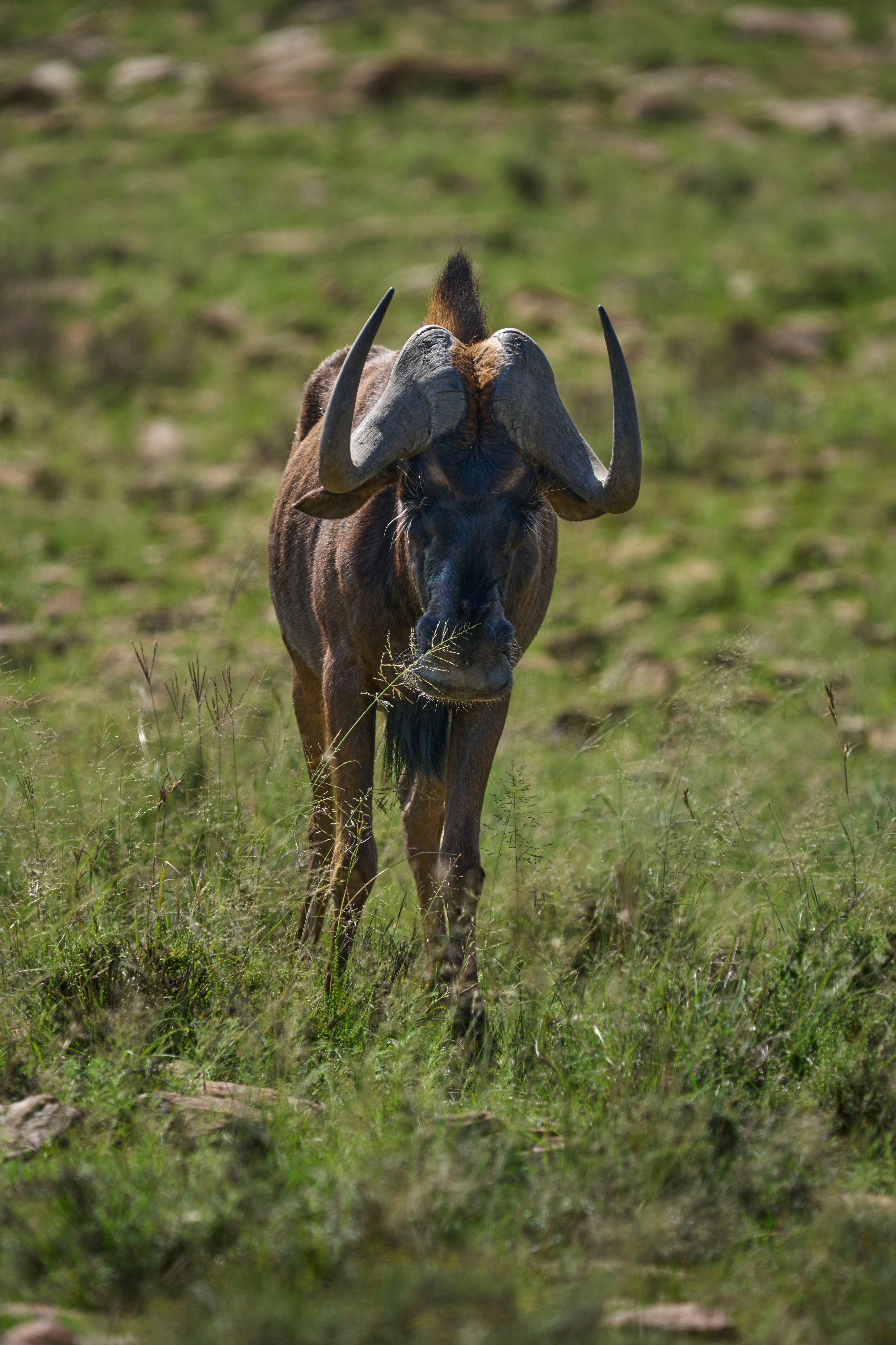 A lone wildebeest stands firm in sunlit savanna