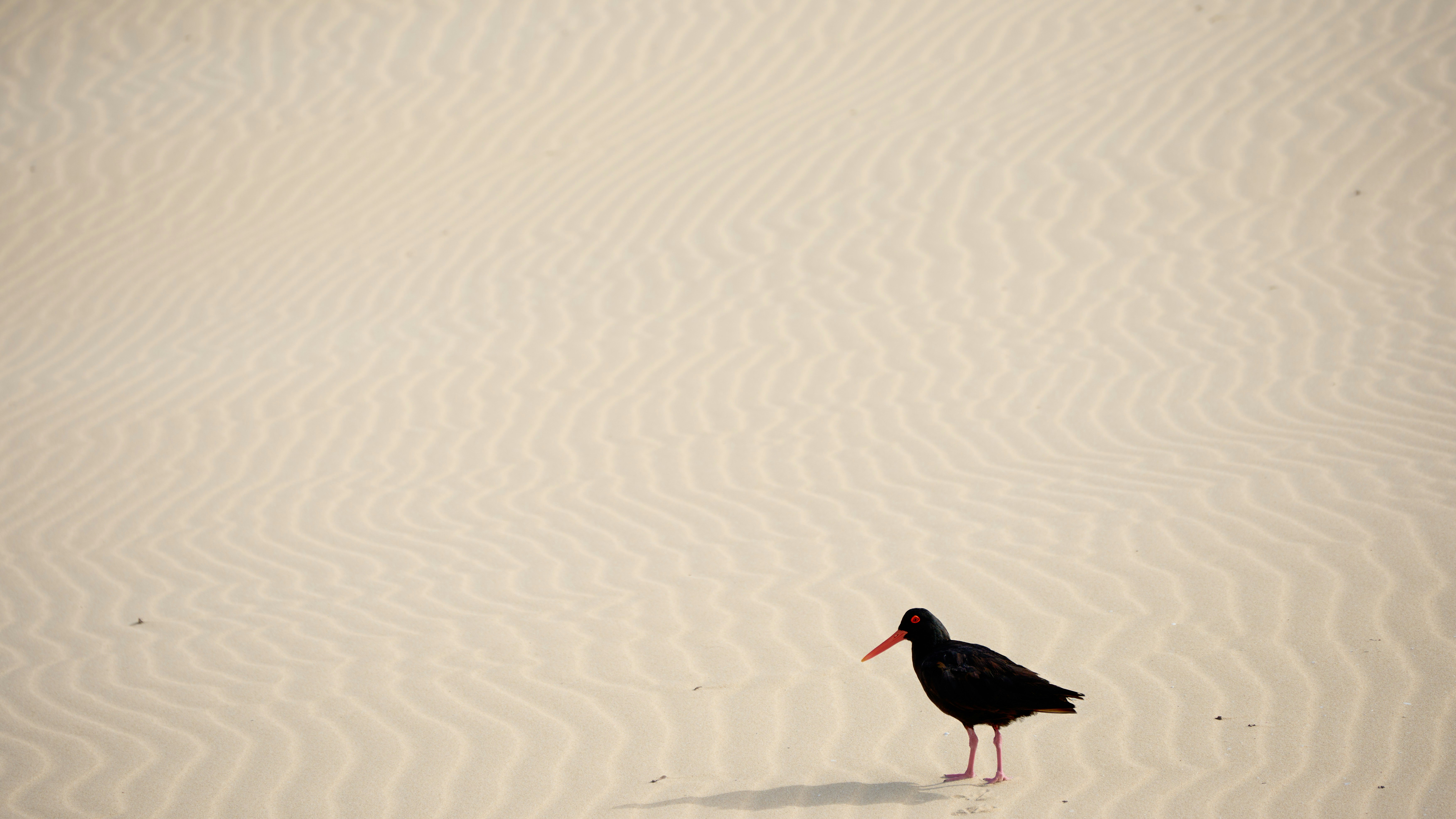 Red Liman Island: Desert Sand and a Single Curlew