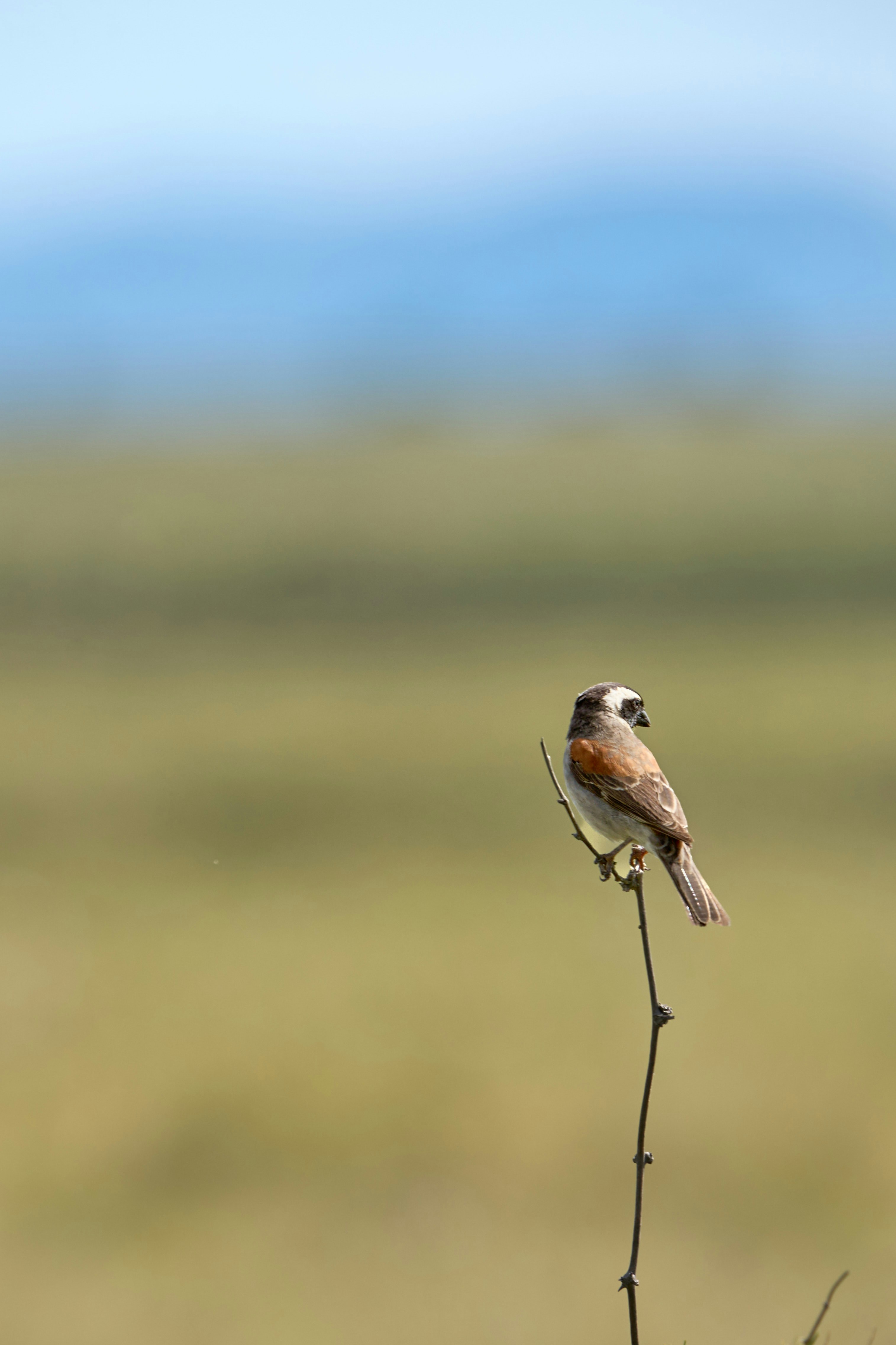 Perch of Silence: A small passerine on a lone twig against a blurred horizon