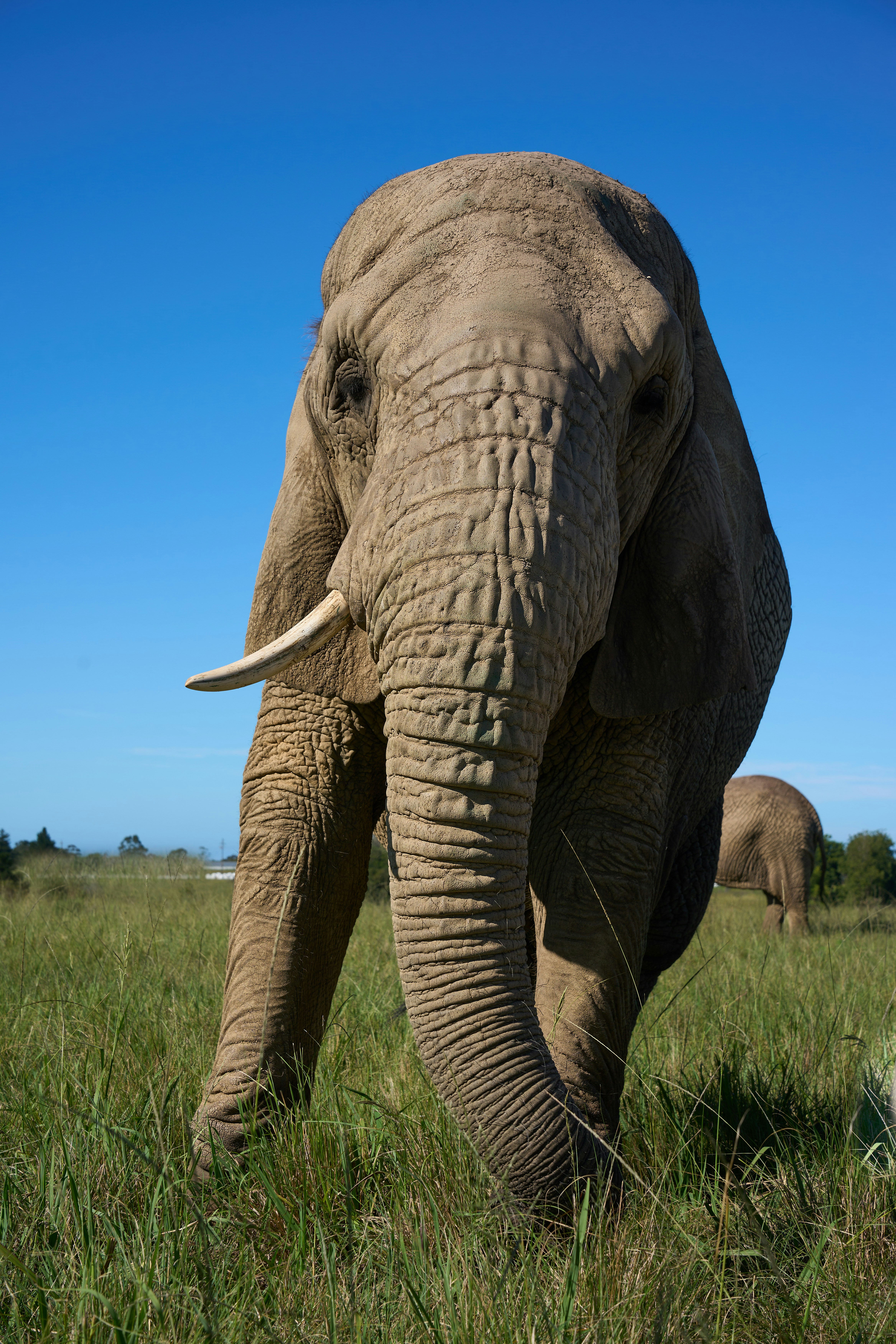 Majestic Trunk Forward: A Close Portrait of a Serengeti Elephant