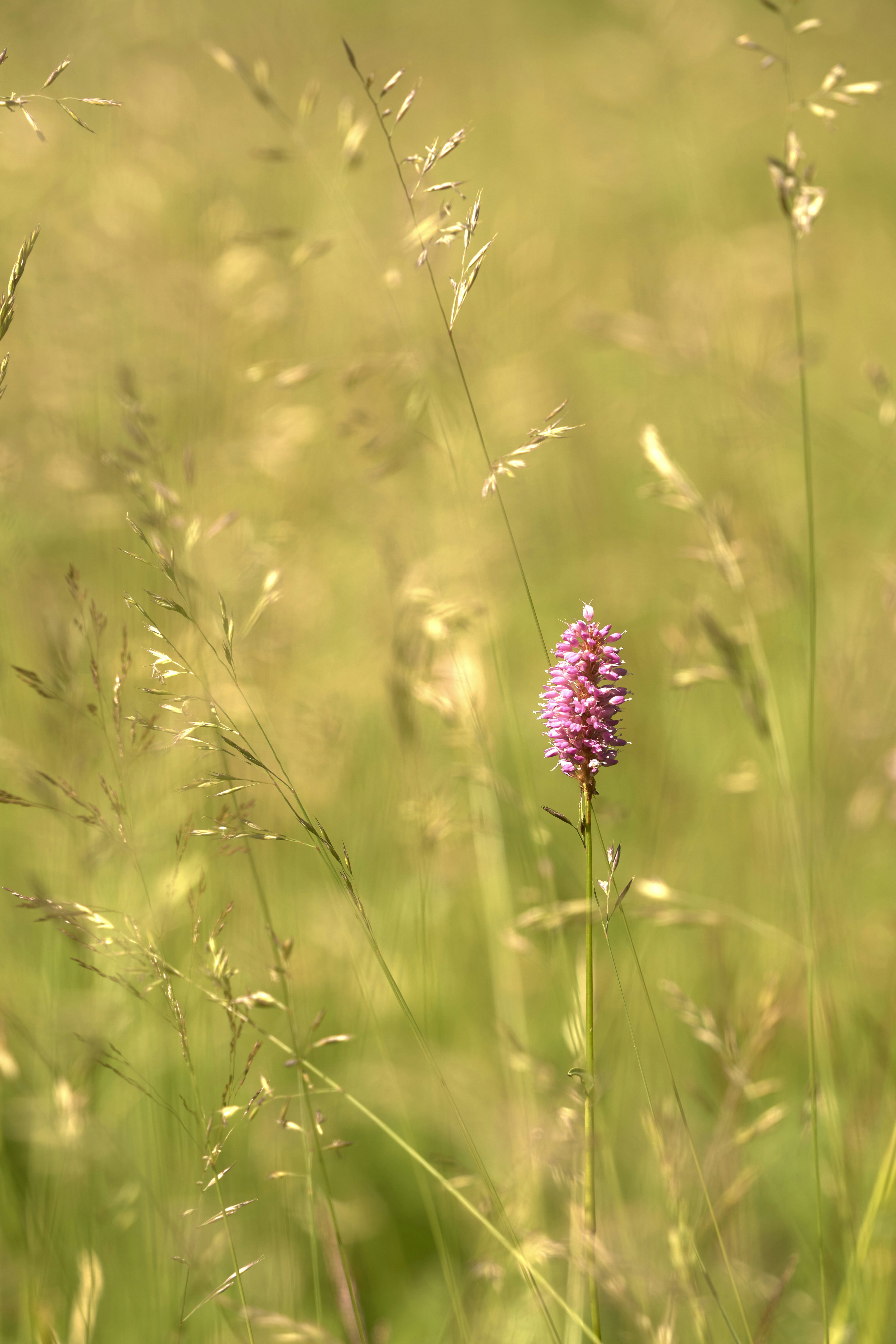 A solitary pink bloom in a sunlit meadow