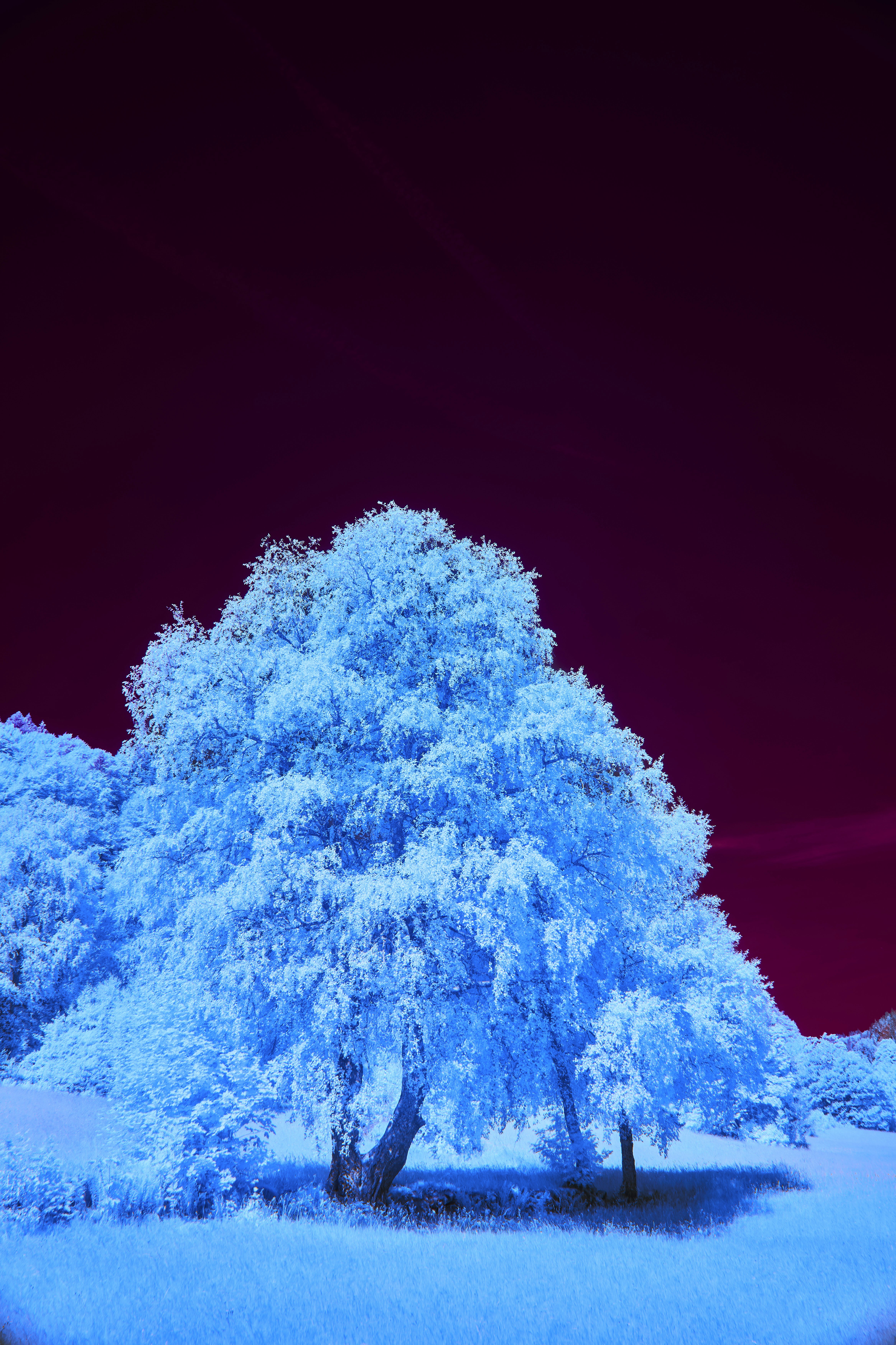 Infrared Orchard: Blue Treeline Under Velvet Sky