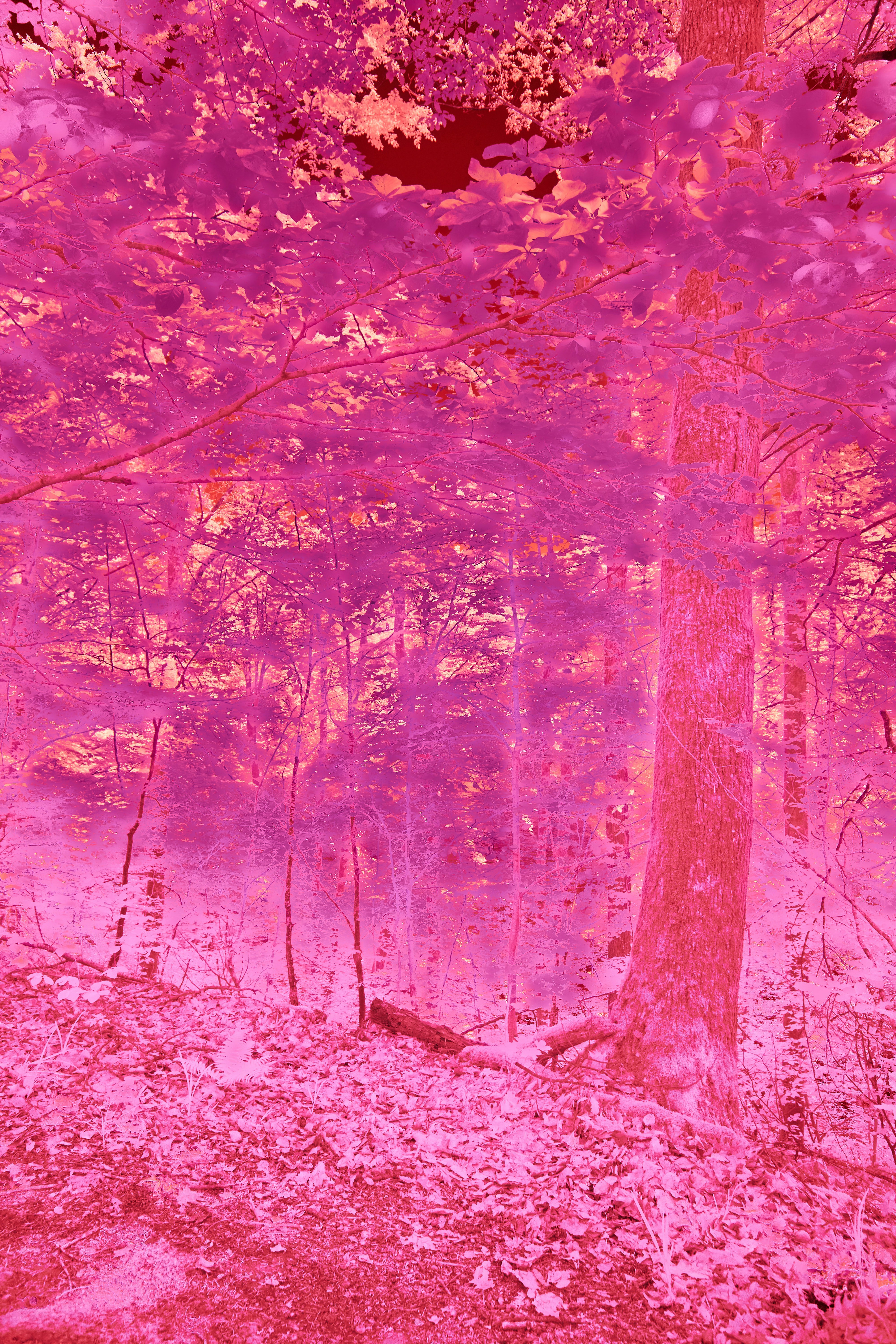 Forest in Fuchsia: An Ultraviolet Walk Through a Pink World
