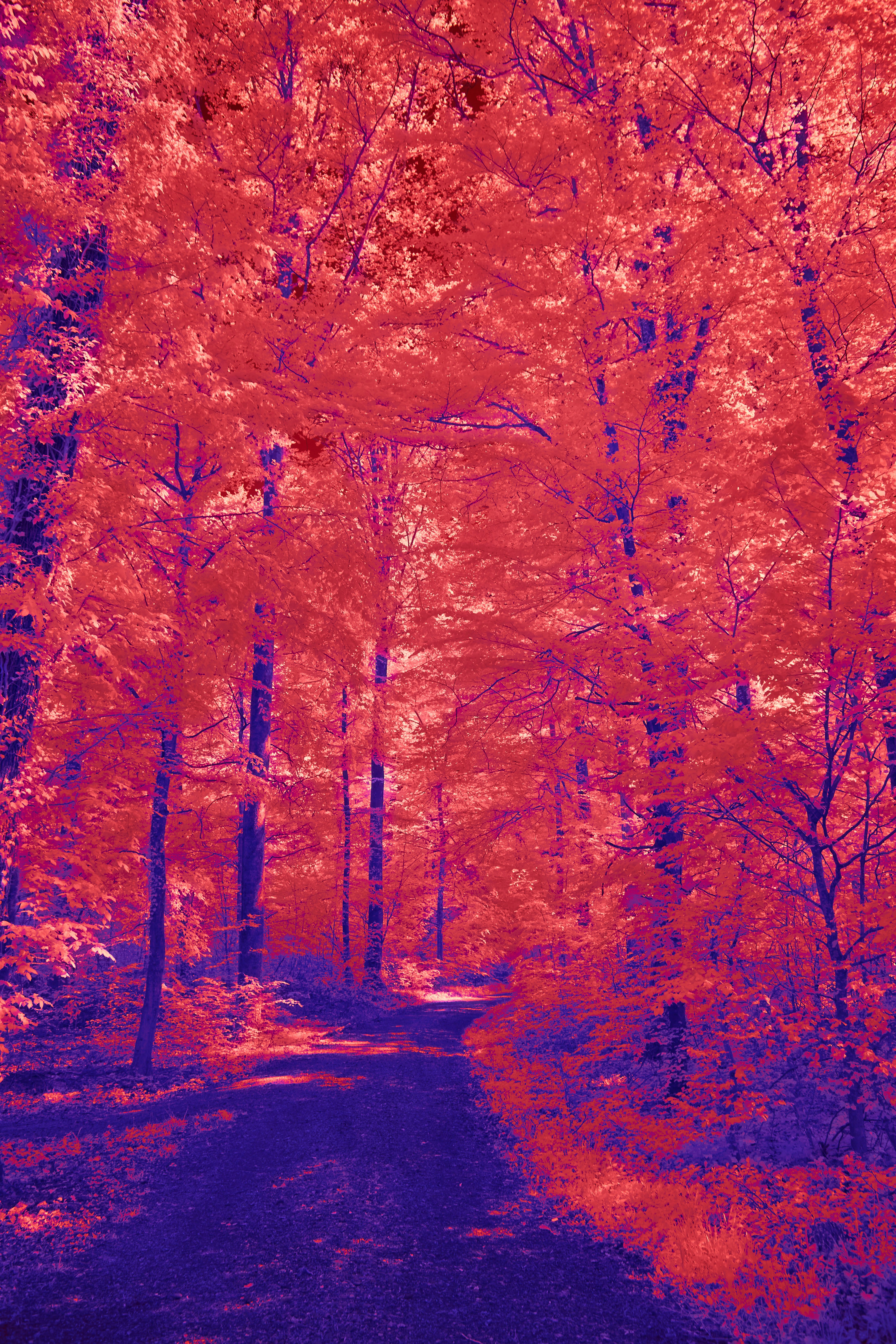 Infrared Path: A Crimson Forest Through Violet Light