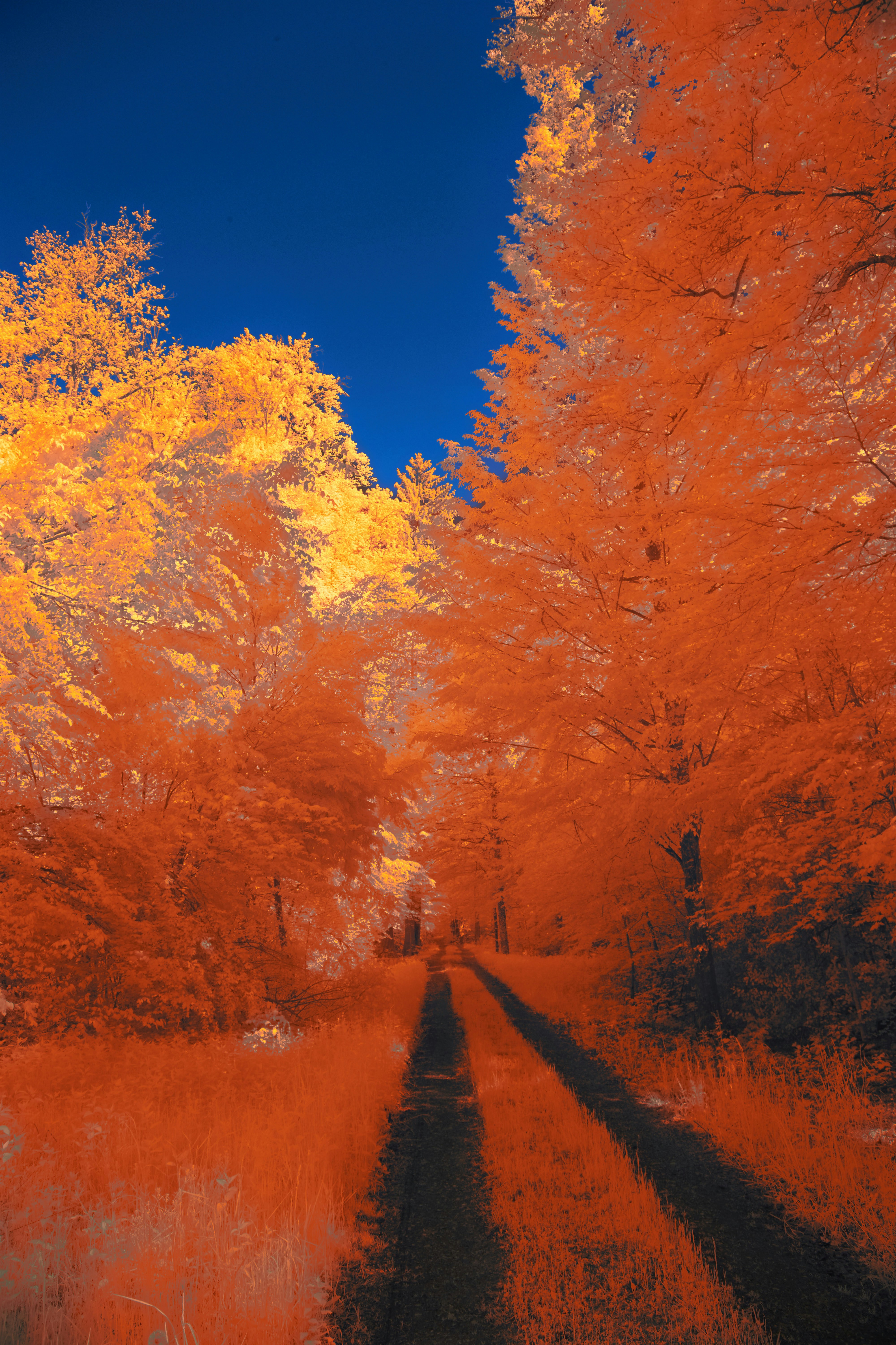 Autumn Path Through a Tunnel of Fire