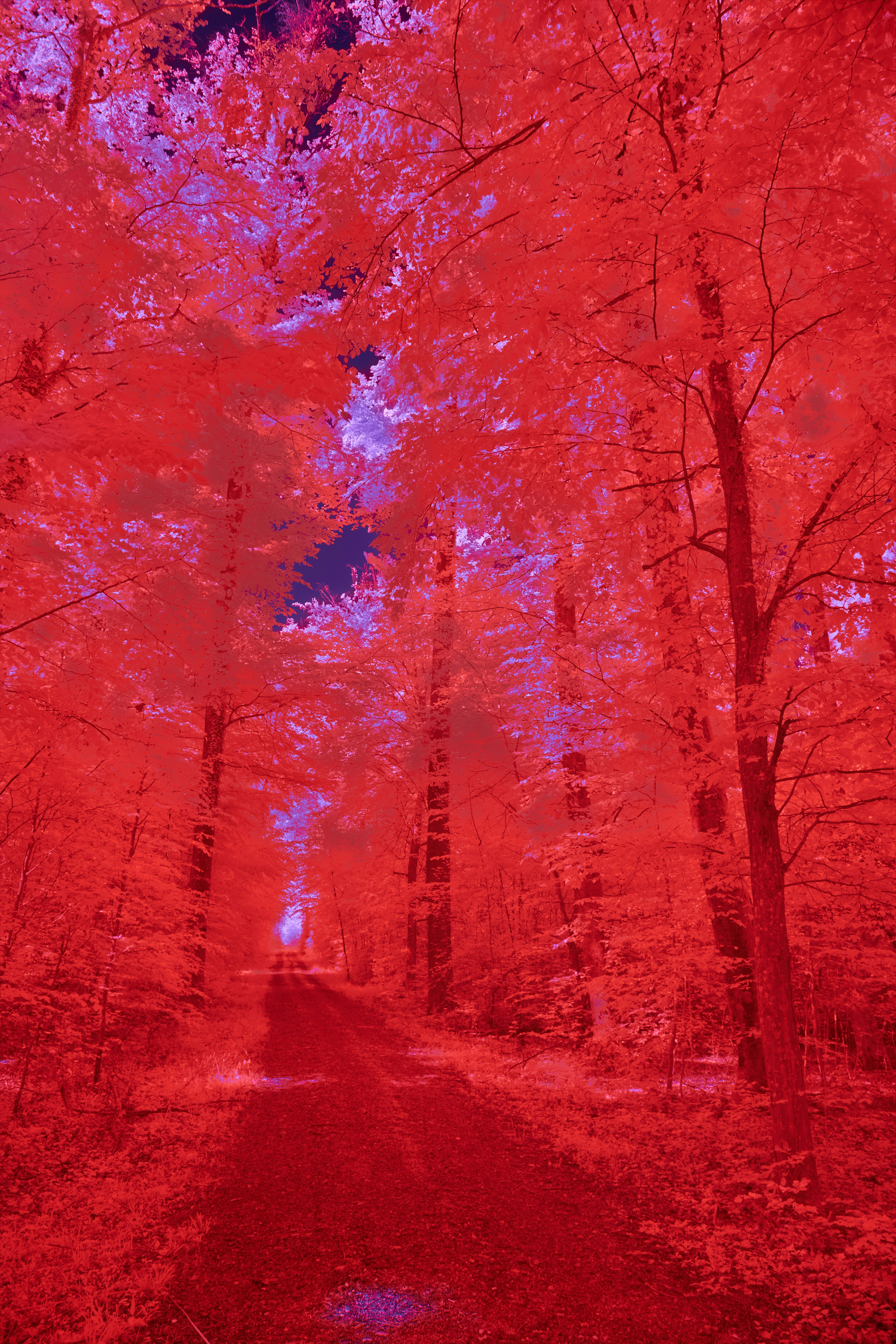 Red-tinted forest path: a surreal, infrared-like corridor