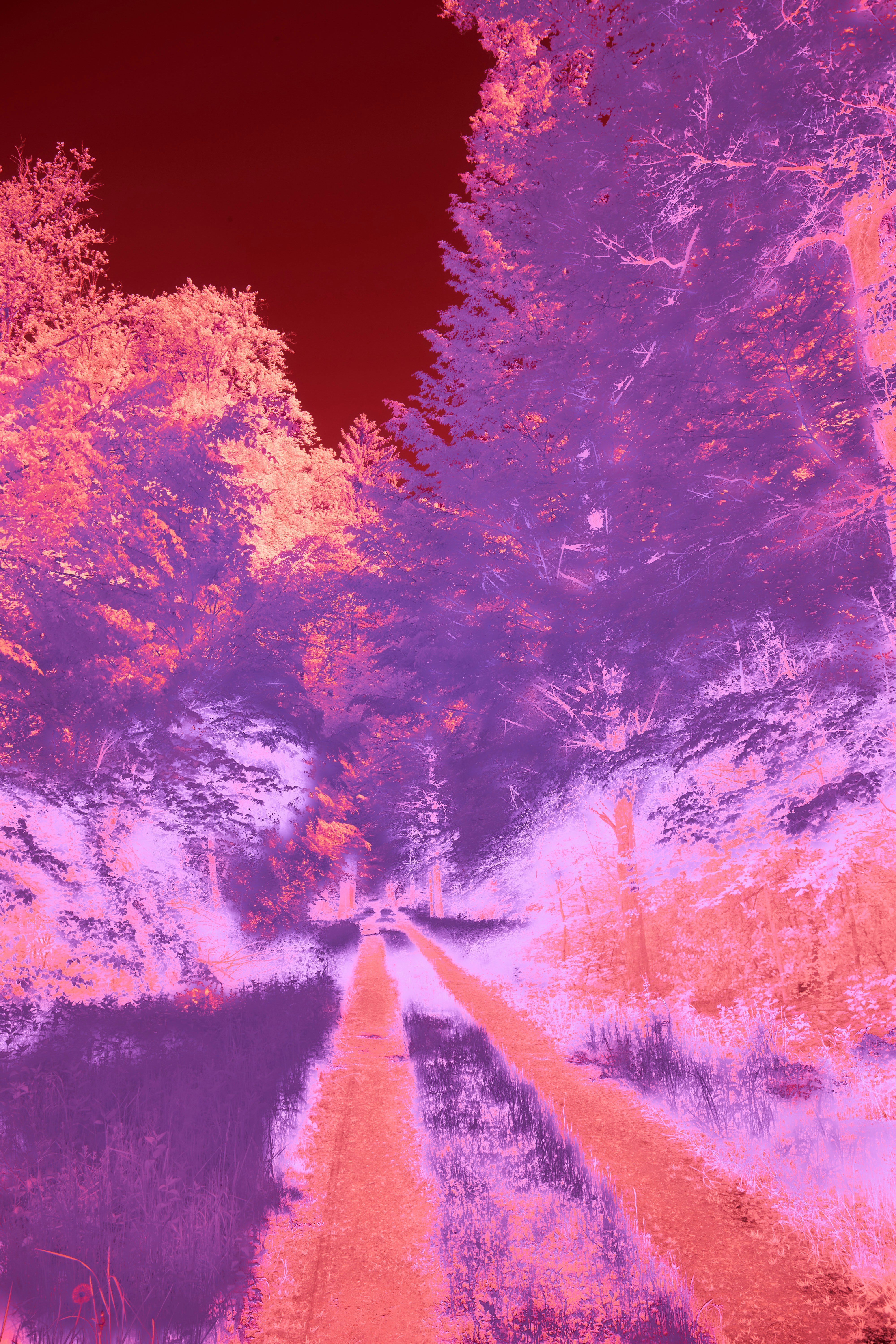 Infrared Path: A Crimson Forest Road into Violet Light
