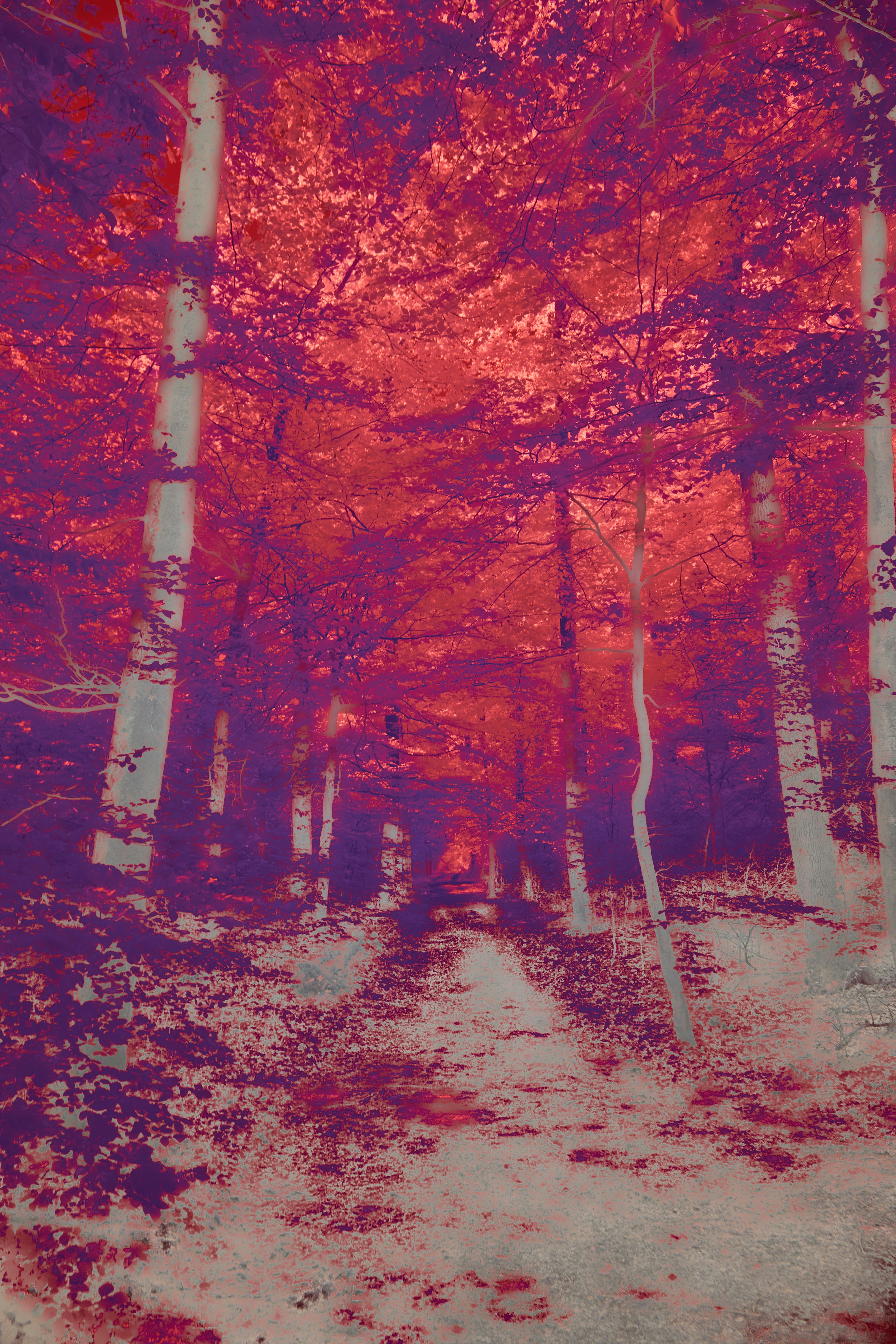 Infrared Path: A Velvet Forest in Bleached Light