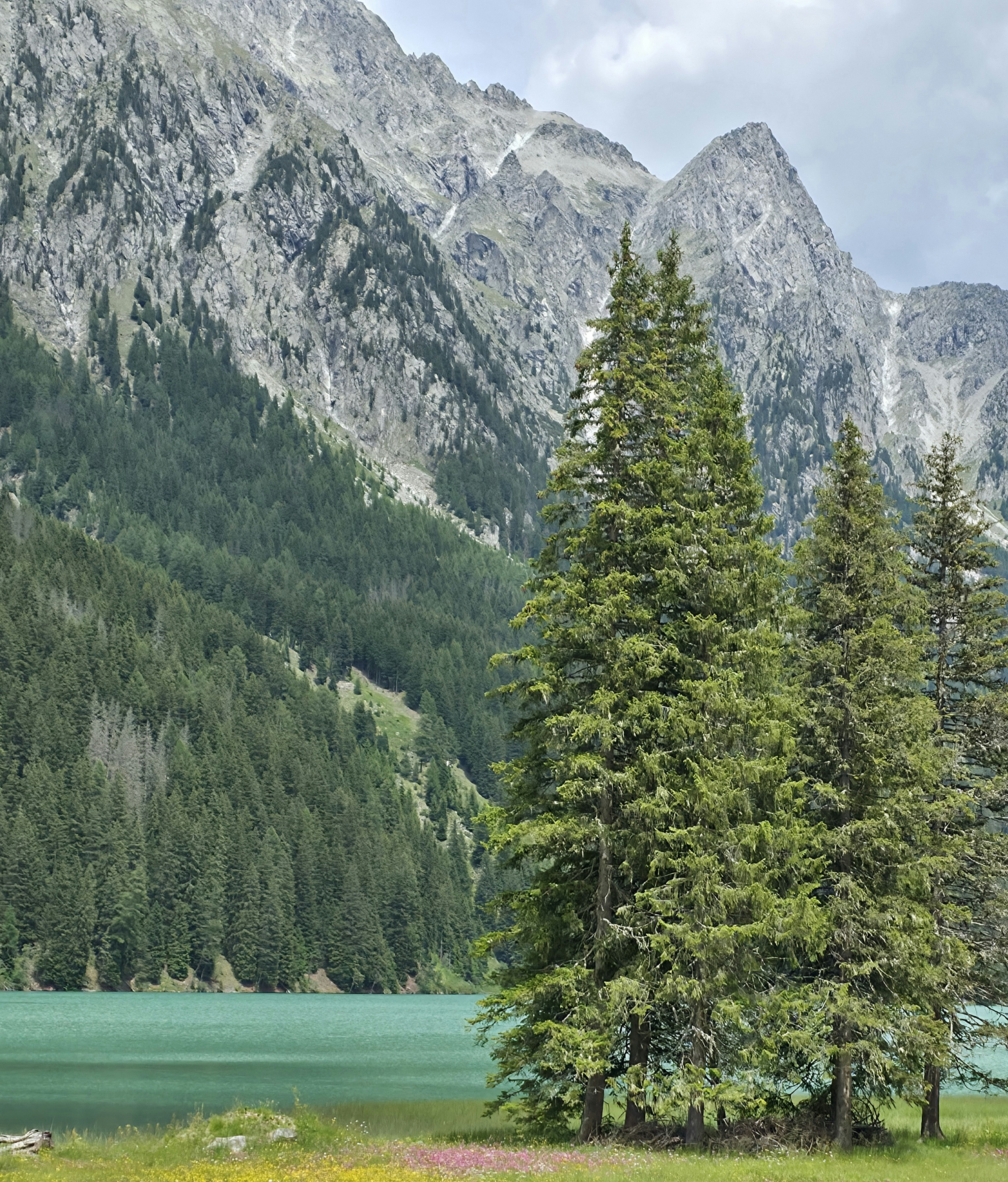 Verdant Lake Cathedral: A Lone Pine Between Peaks