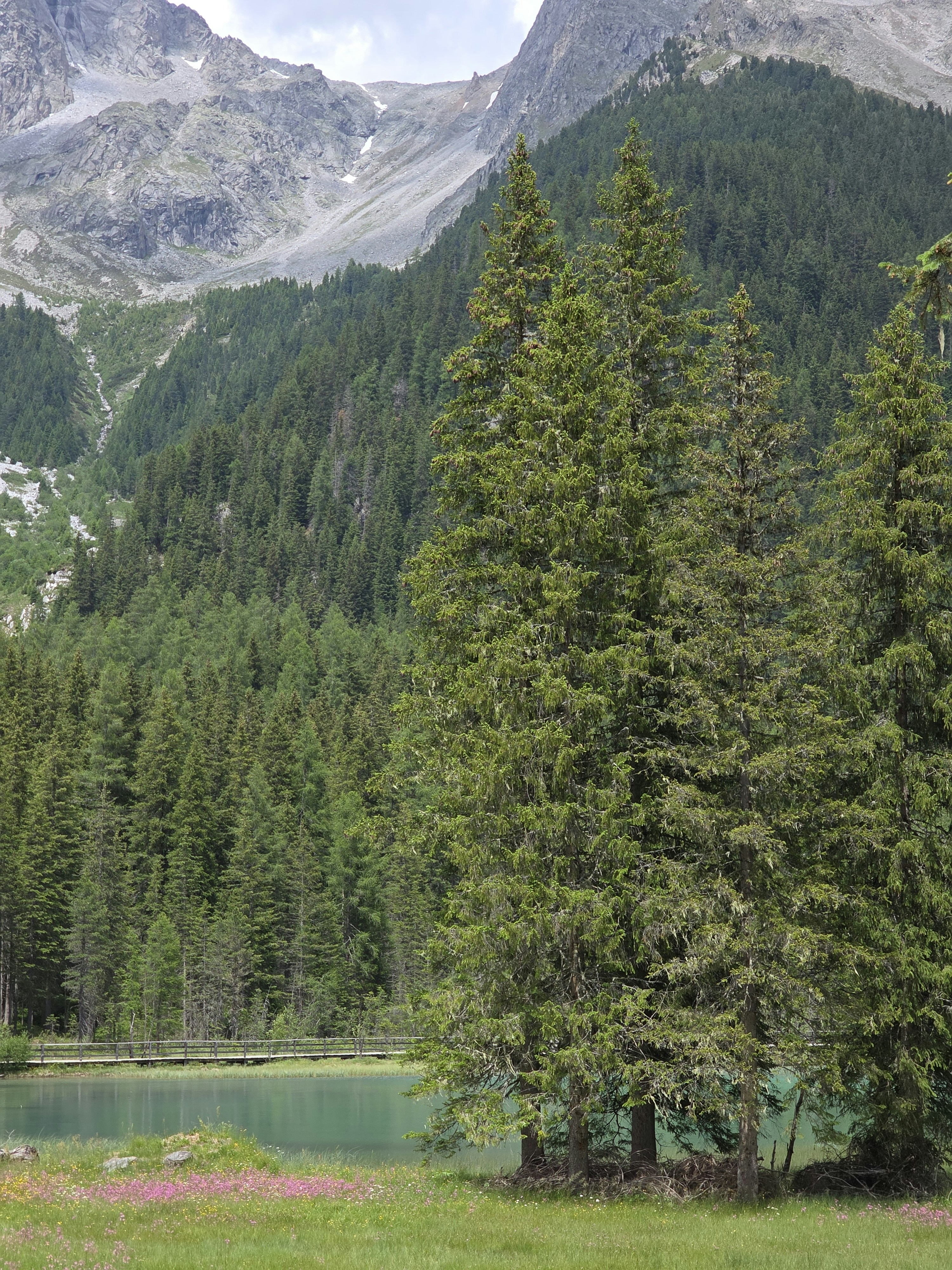 Towering pines by a turquoise alpine lake framed by rugged peaks
