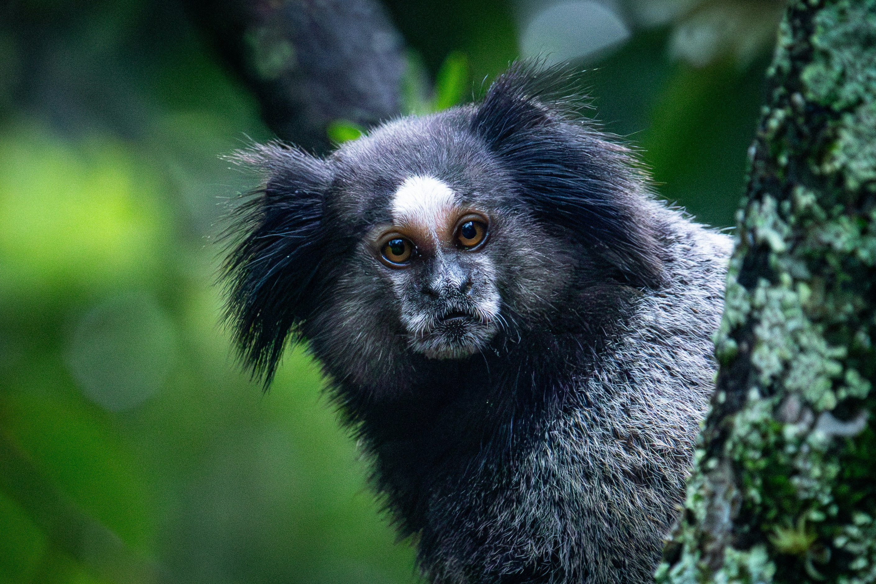Close-up of a small monkey peering from behind a tree with a blurred green background, highlighting its expressive face and textured fur.
