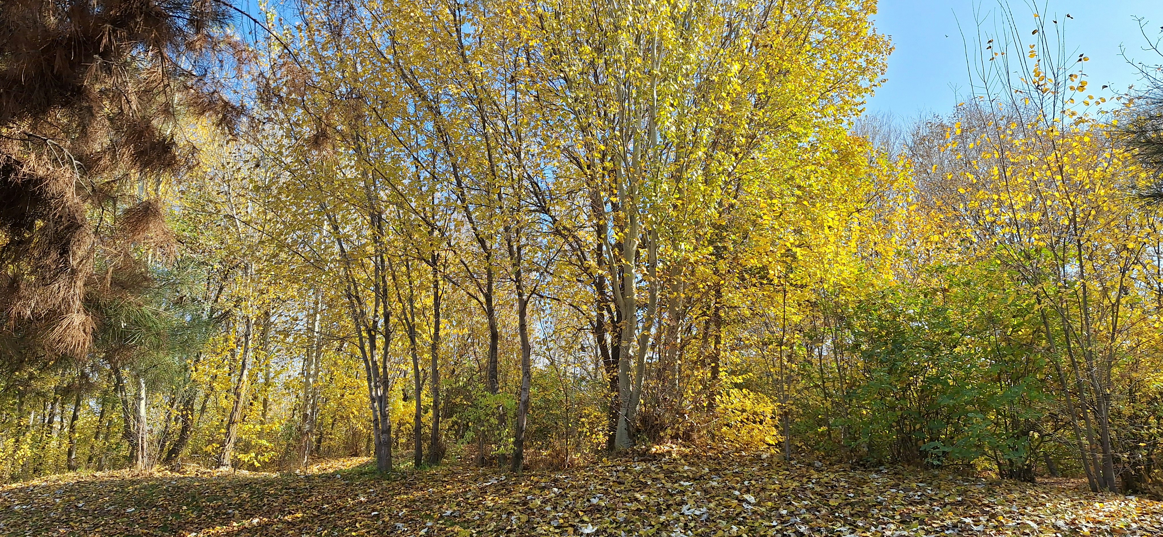Autumnal forest scene with sunlit yellow and green leaves and a carpet of fallen leaves across the ground.