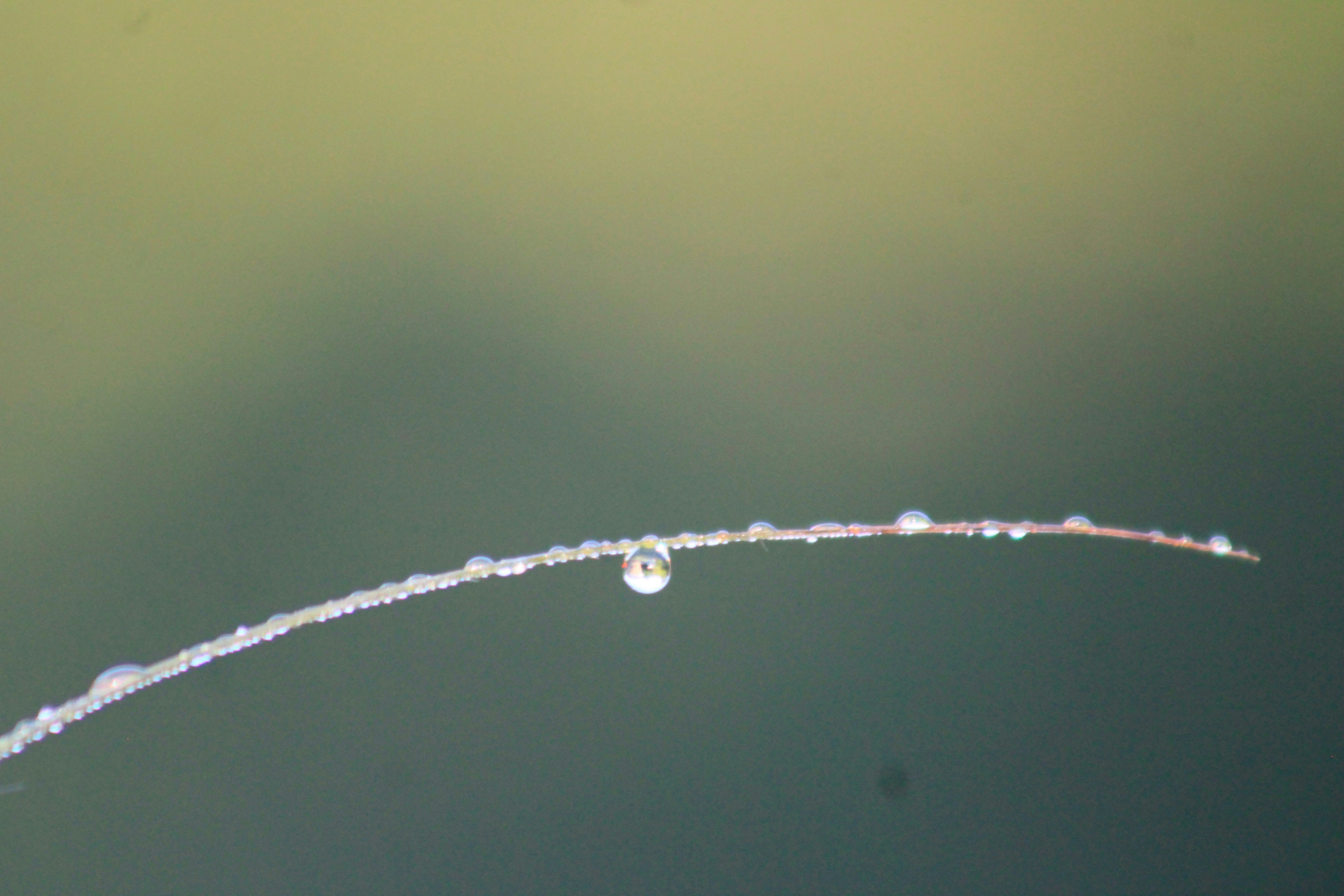 Single dewdrop on a curved blade under soft morning light