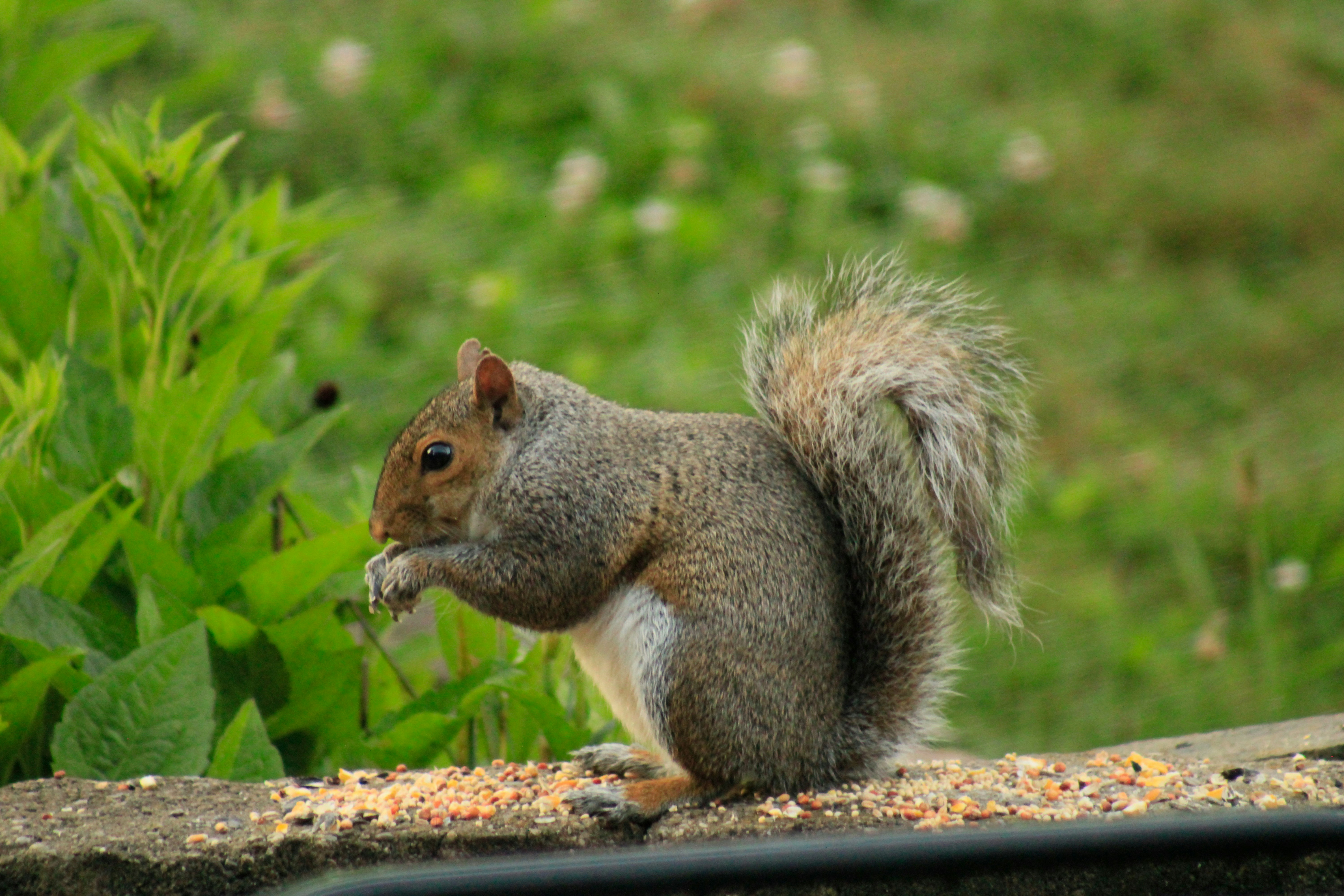 A gray squirrel rests on a ledge scattering seeds against a blurred green garden backdrop; a close-up of the animal with a fluffy tail and eating behavior. Logo/ornamental garden scene.
