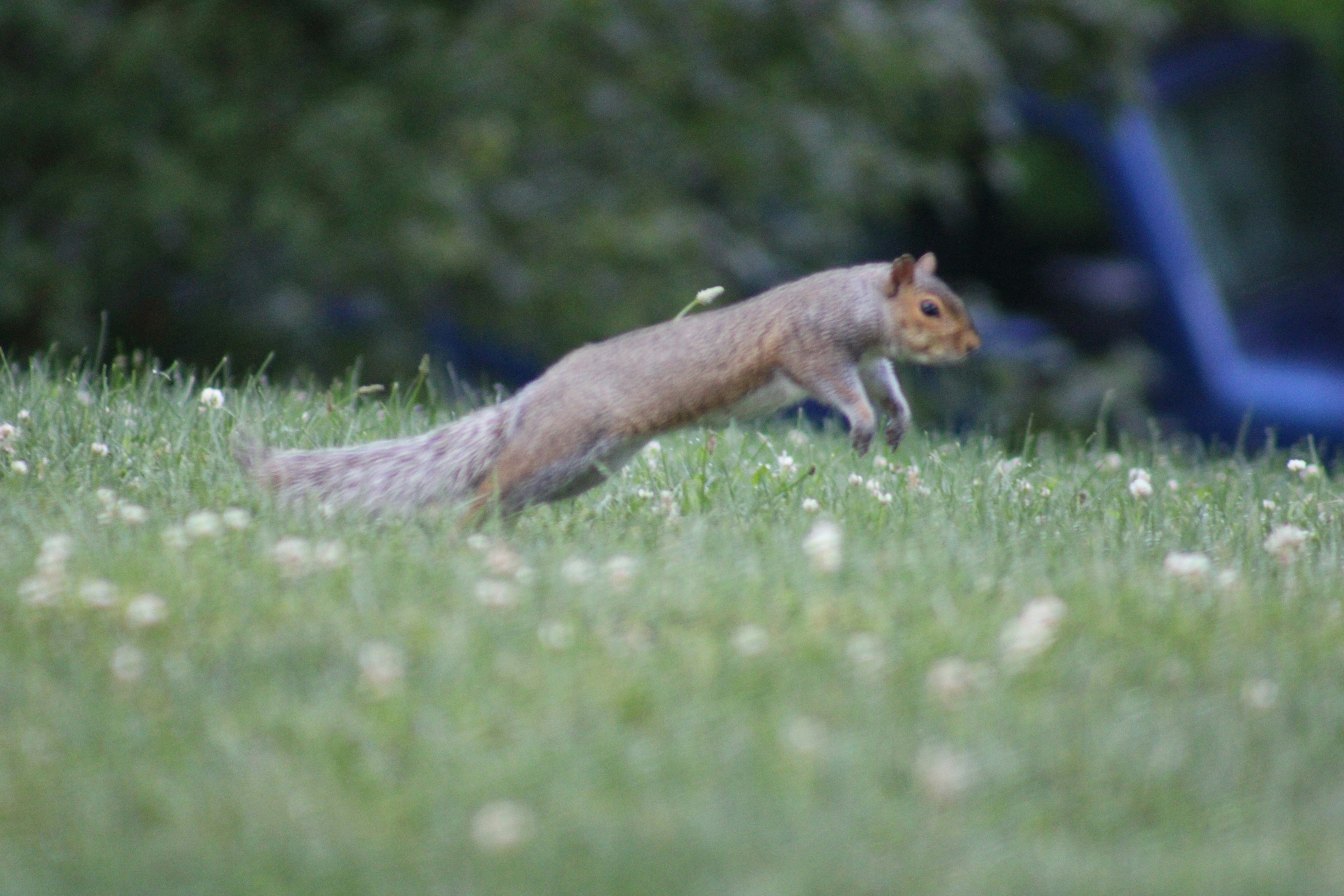 A Squirrel in Mid-Leap Across a Meadow