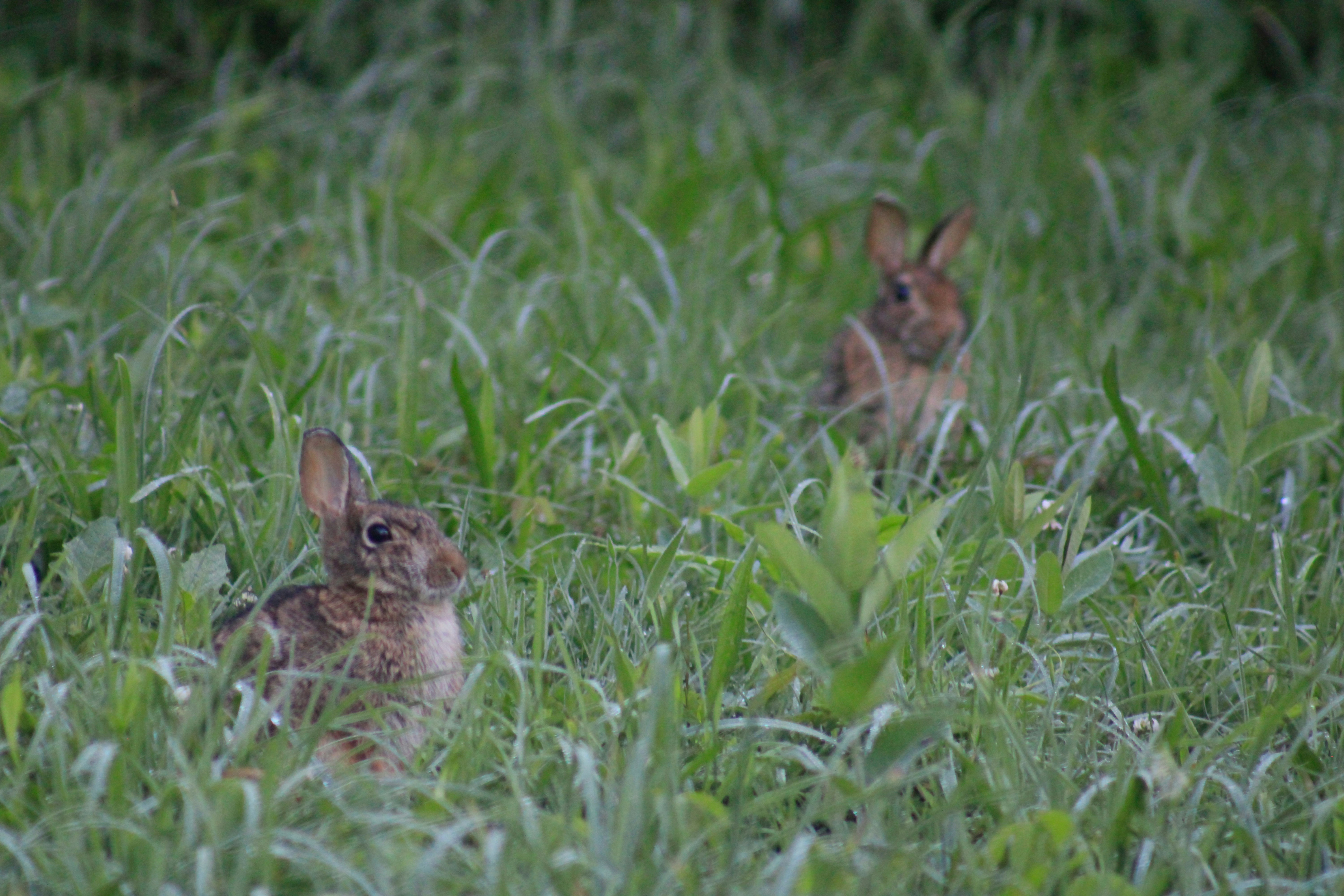 Hidden Garden Dawn: Dual Rabbits Among Tall Grass