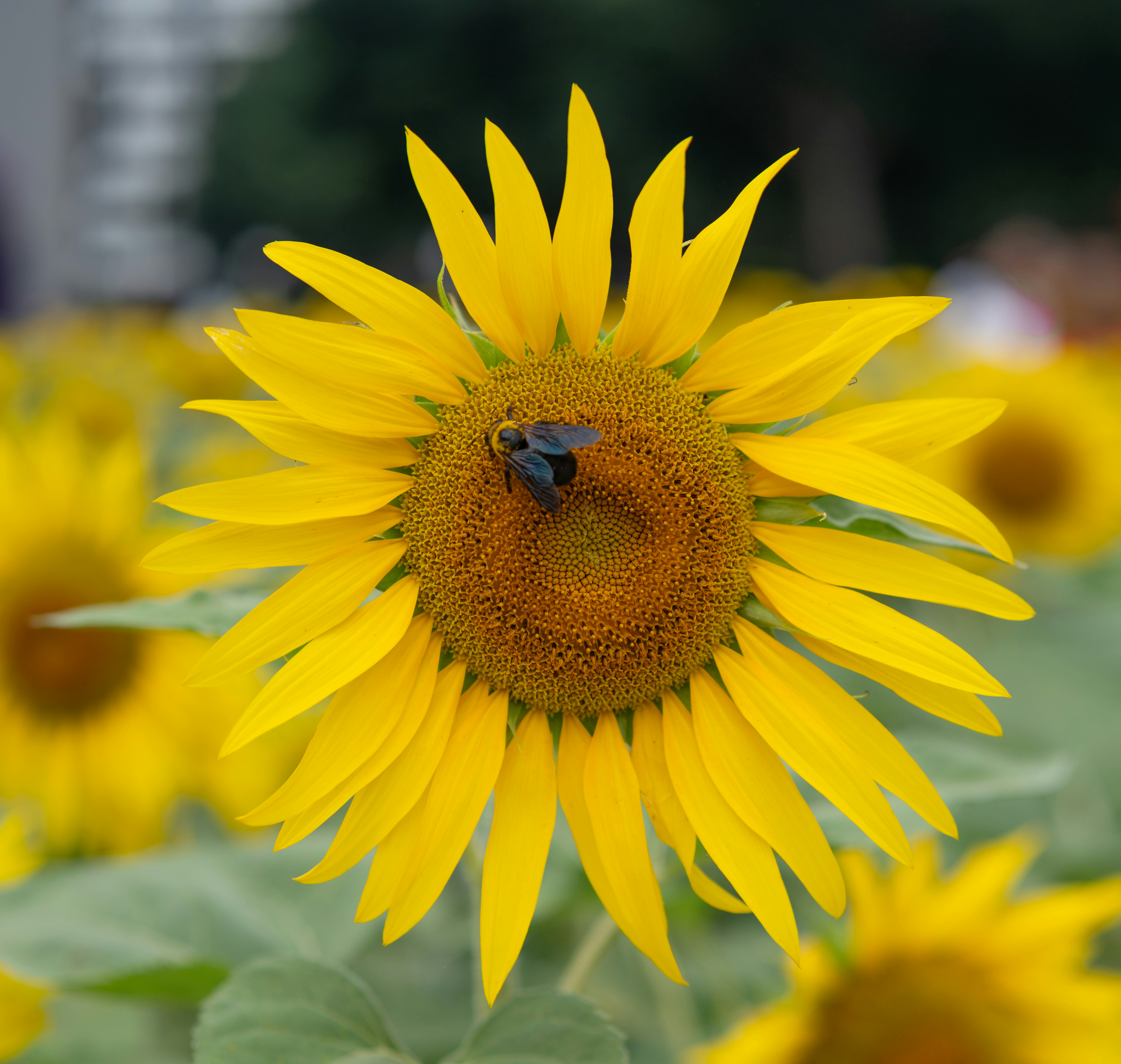 Bee on the Sun: A Golden Bloom in Focus
