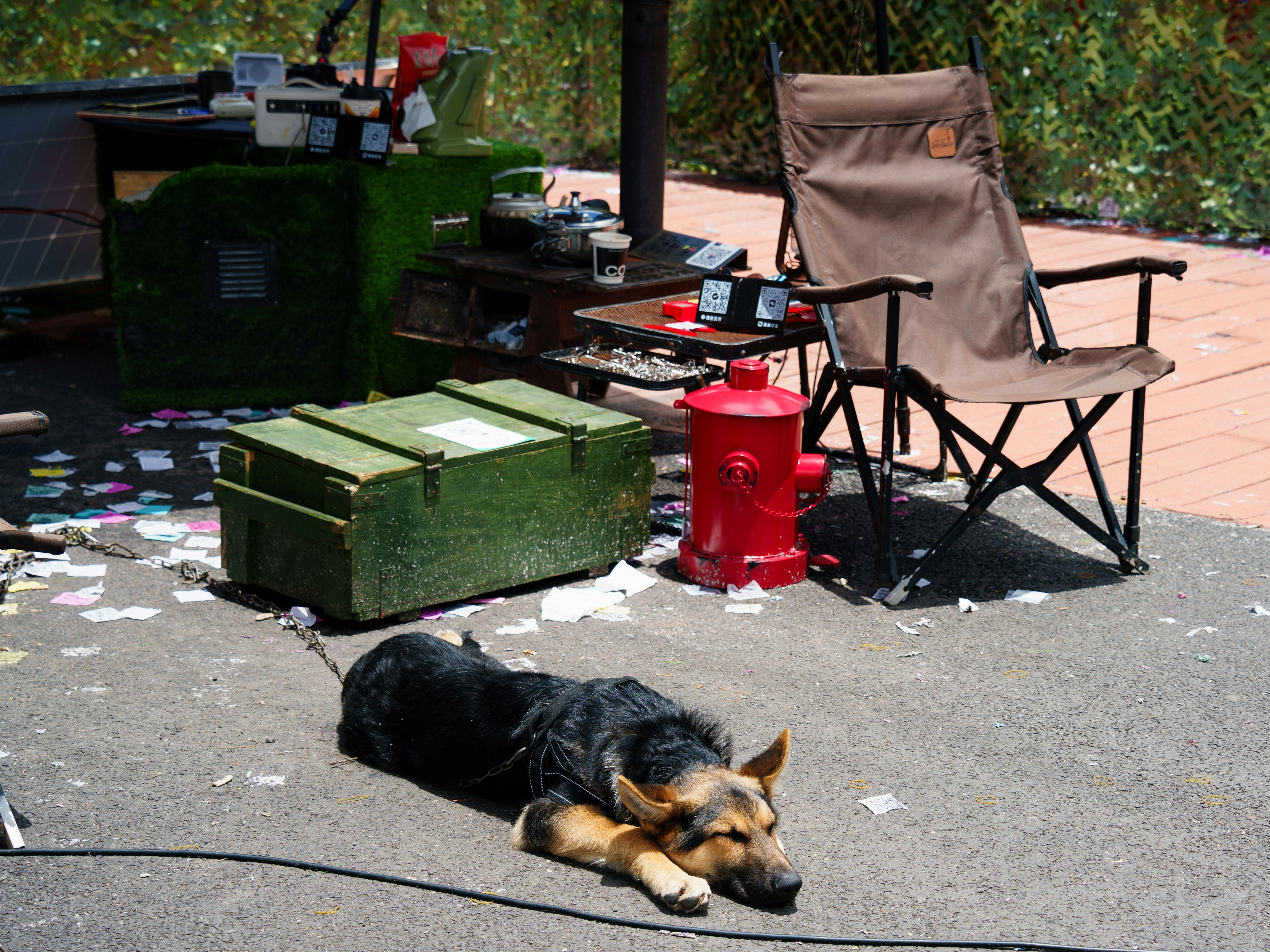 Nap Time by the Outdoor Set: A Pup Guards the Scene