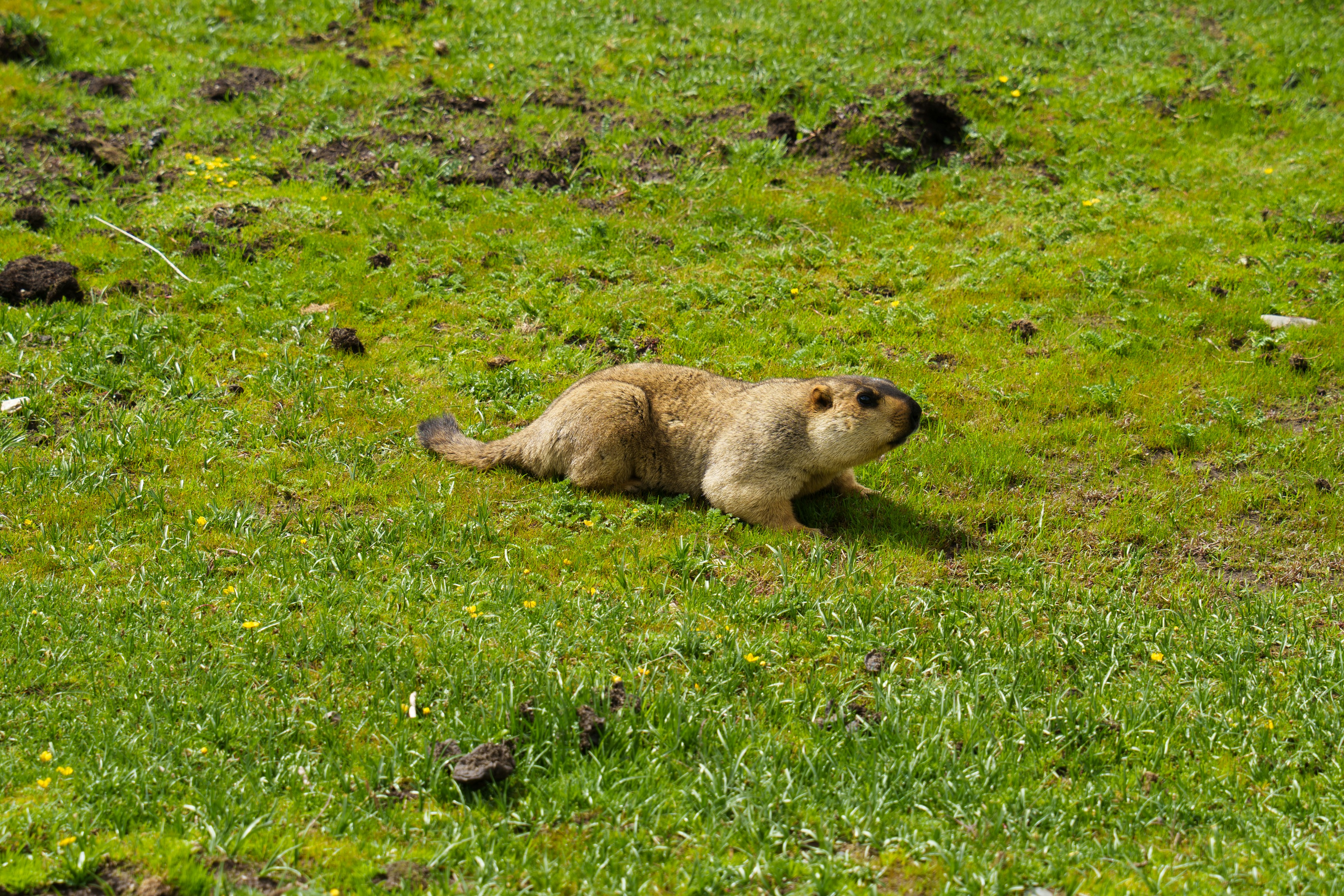 Ground-level Watch: A curious prairie marmot in sunlit meadow