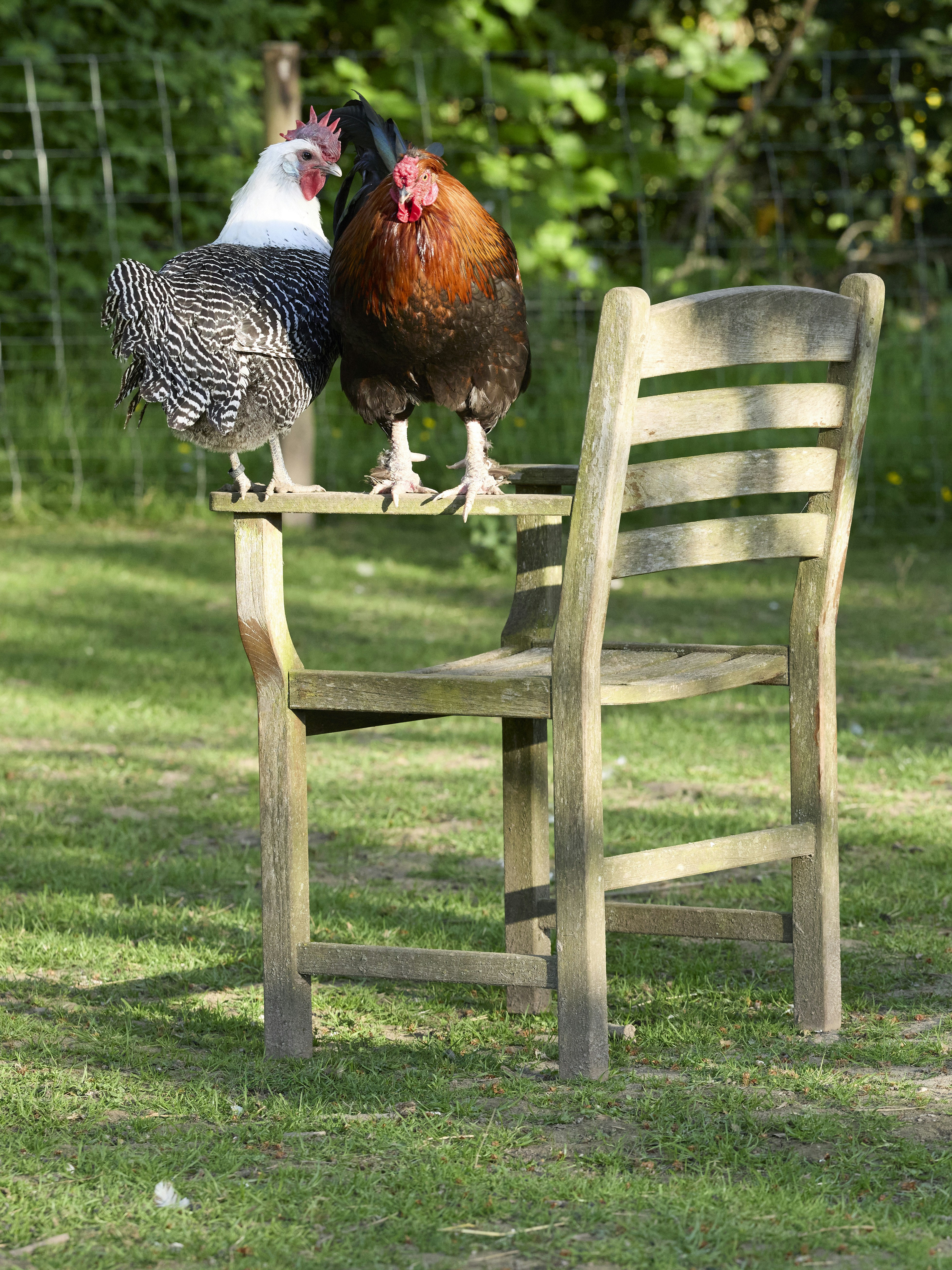 Two Roosters Perch on an Aged Chair in Sunny Garden