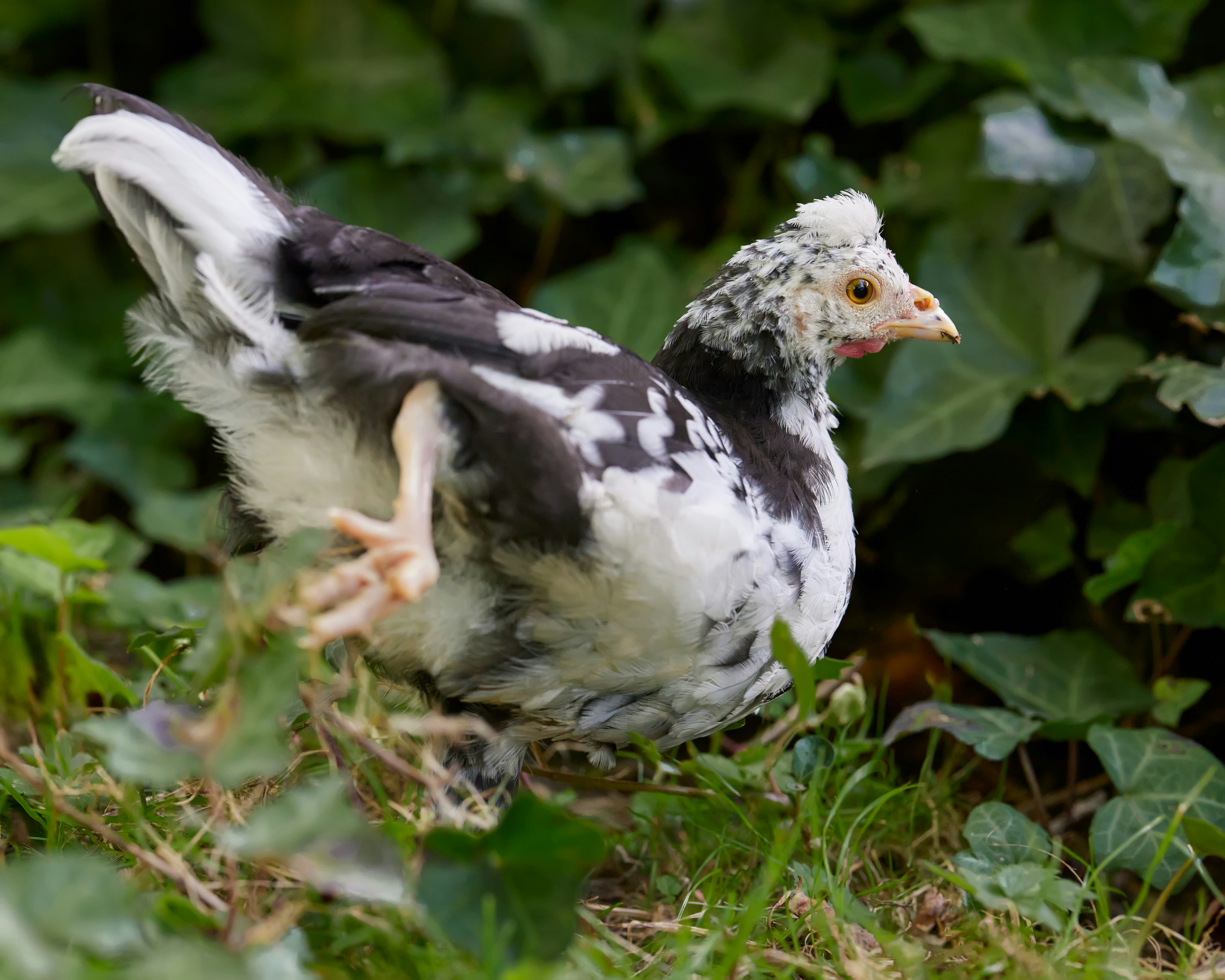 A curious black and white speckled chicken with a feathered crest stands in lush green foliage. Its vibrant yellow eye and lively pose highlight backyard poultry in a natural setting.