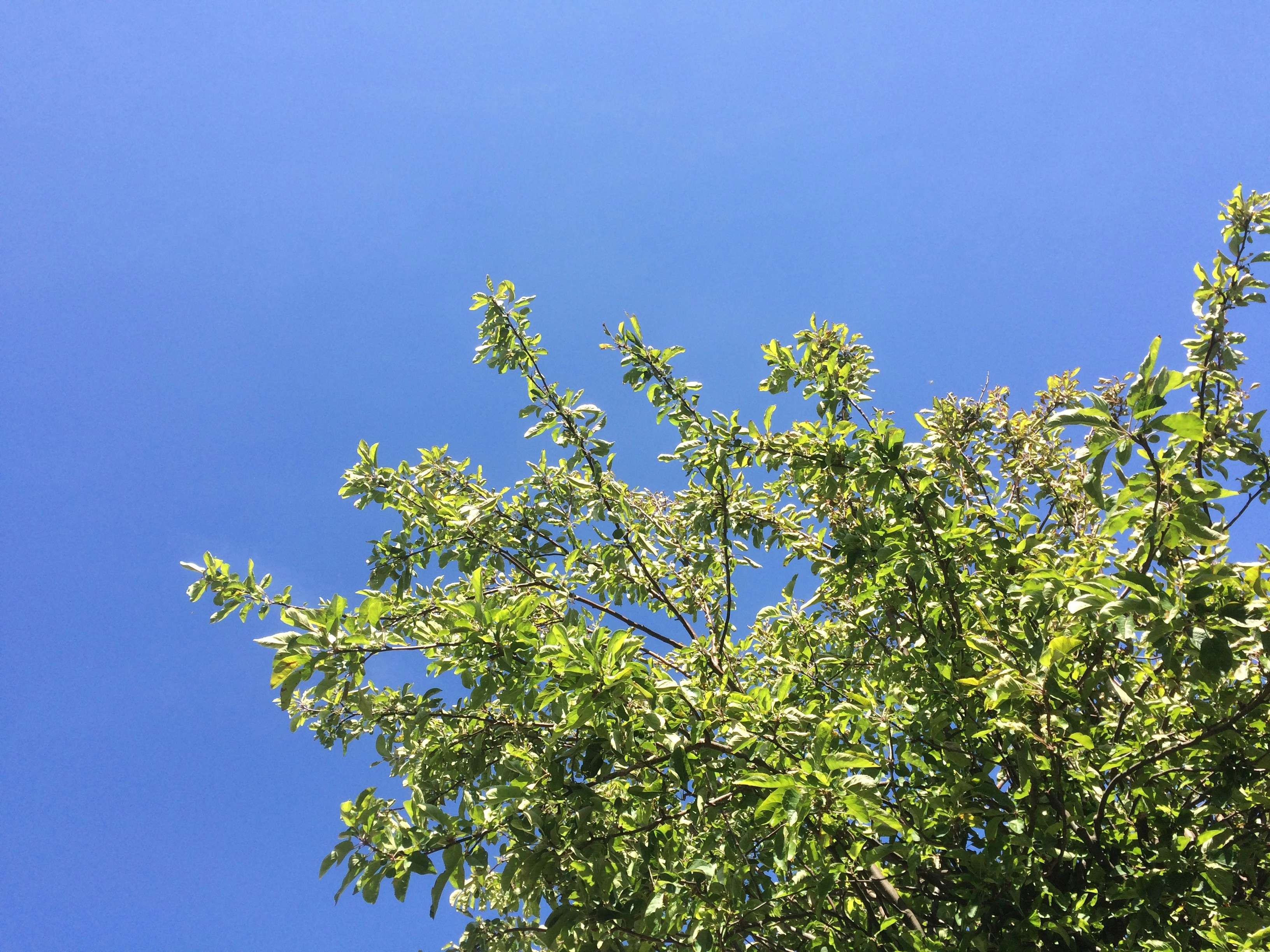 Green tree leaves against a blue summer sky