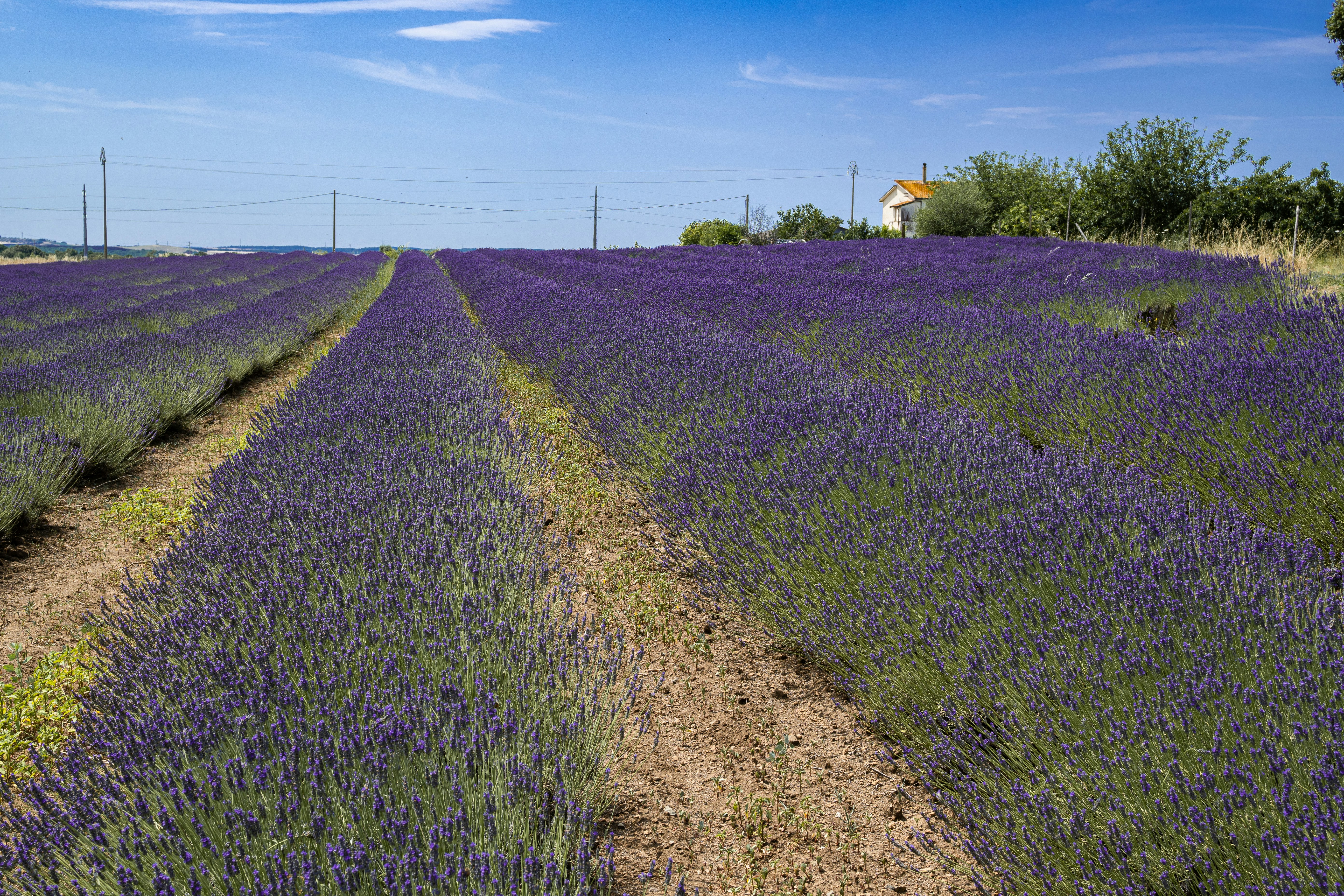 Lavender Aisles to the Horizon