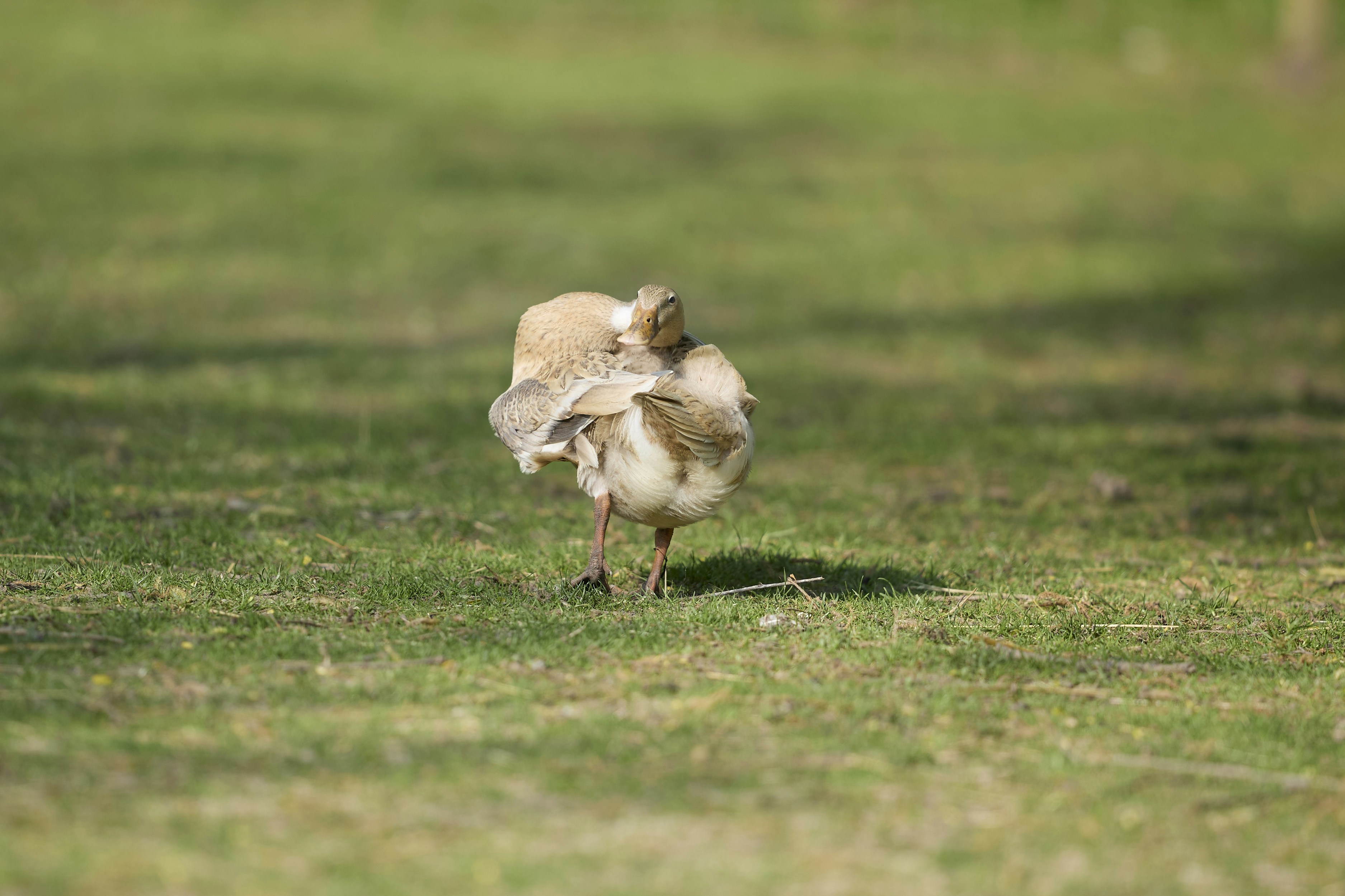 Tiny Resilience: A Ground-Dwelling Bird Prepares for a Brush‑Past Moment