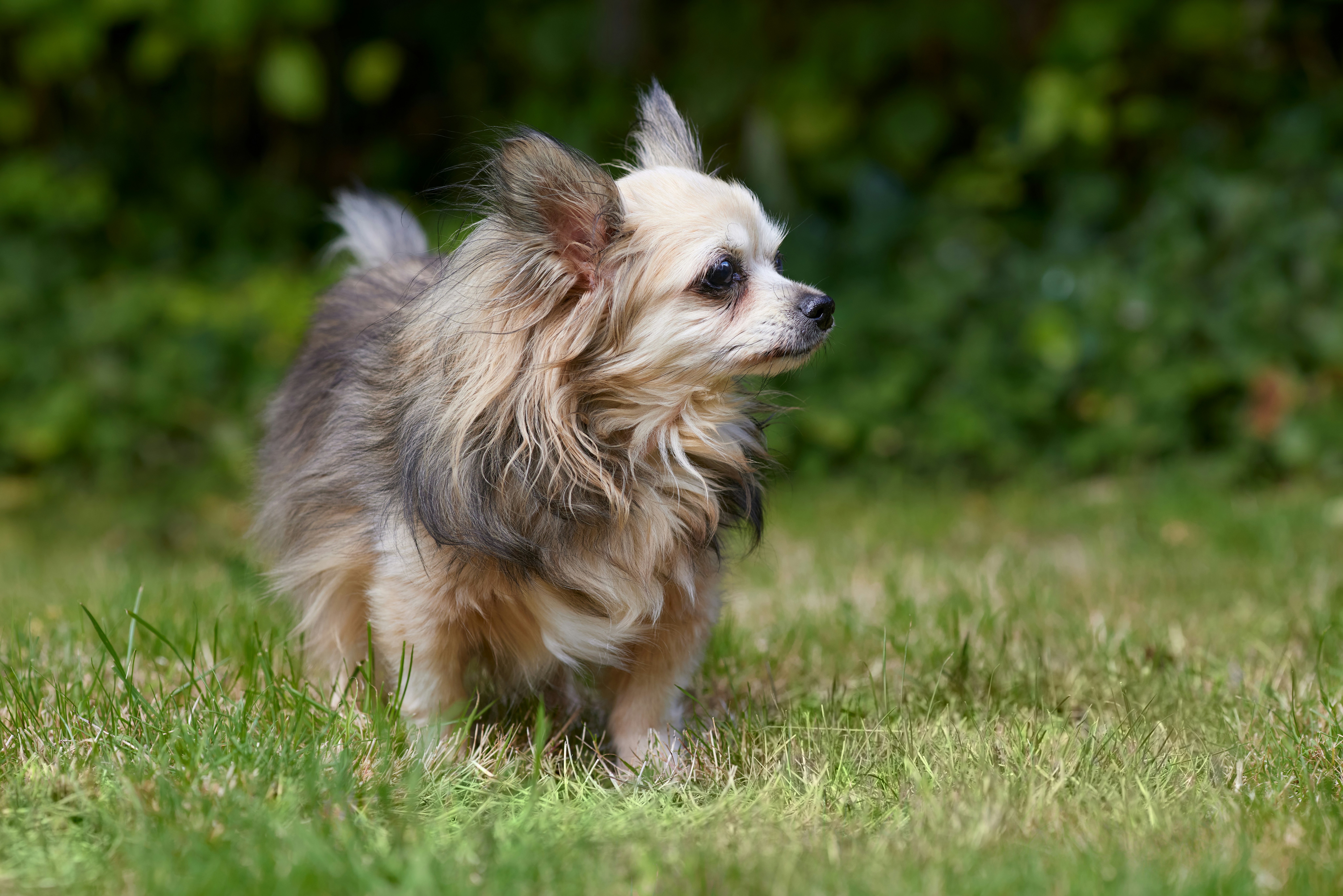Graceful Paws in the Grass: Side Glance of a Small Companion