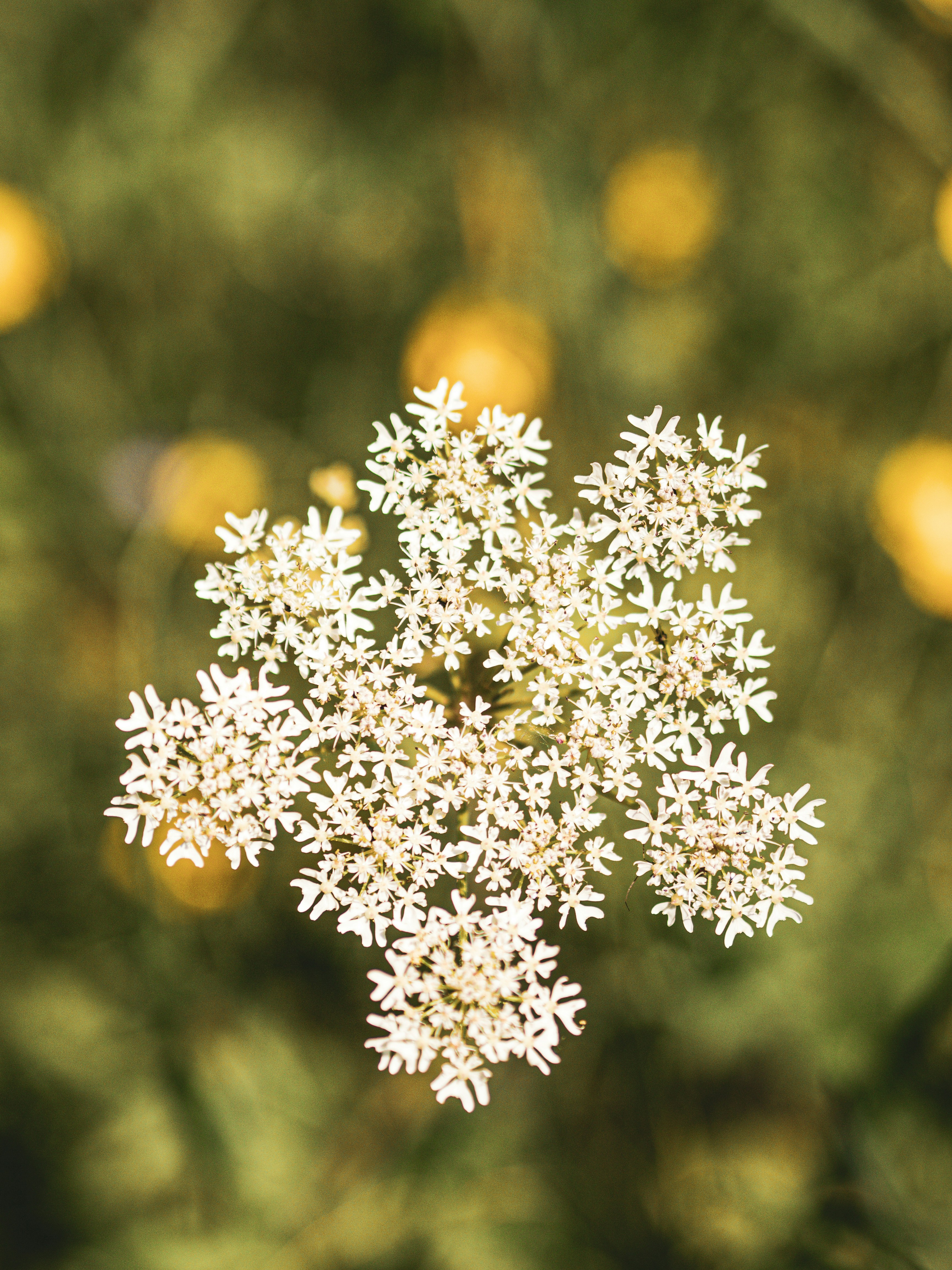White snowflake flower in sharp focus against a blurred green-yellow background; a close-up study of delicate petals with soft bokeh.