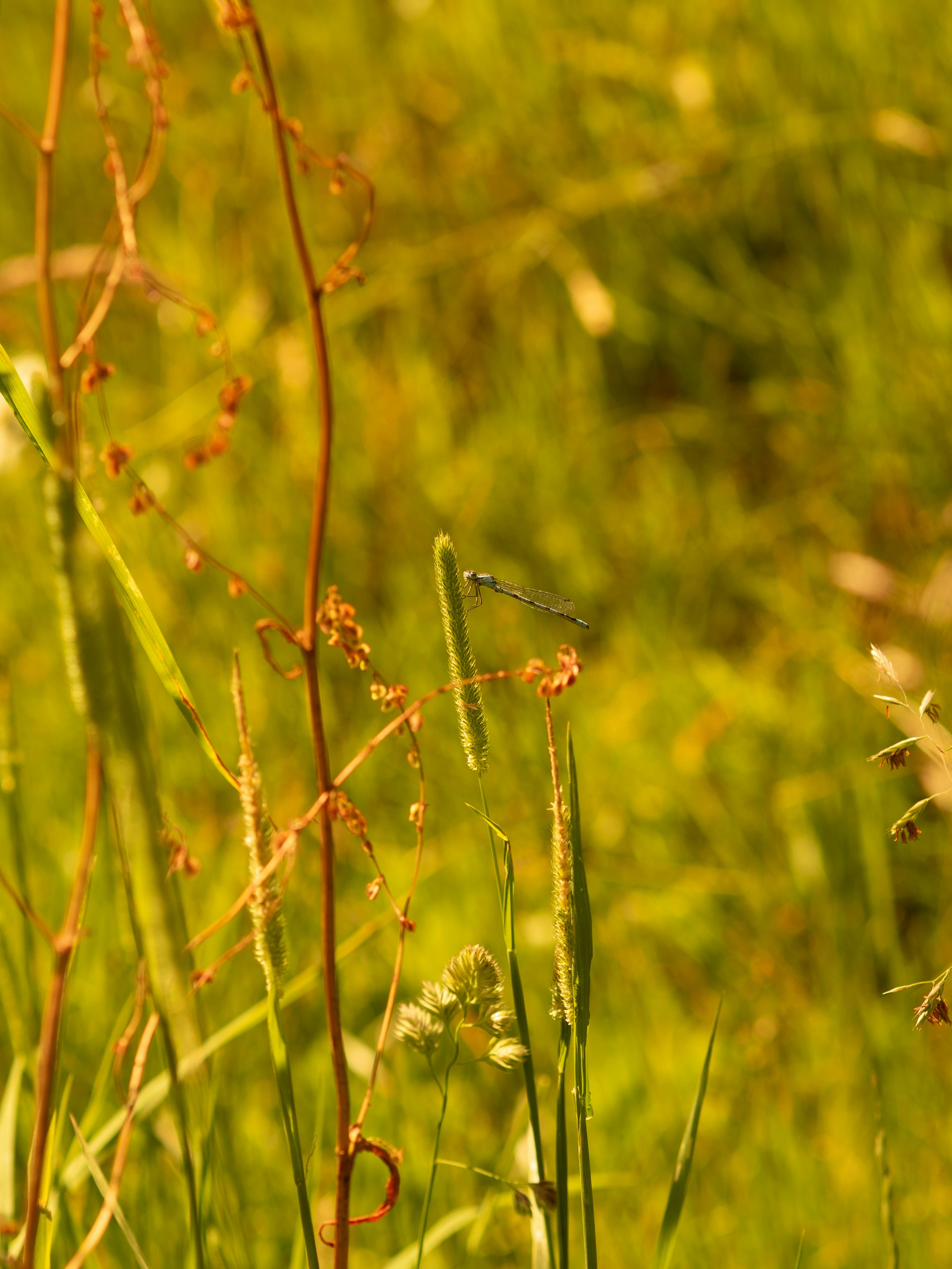 Dragonfly Over a Golden Meadow