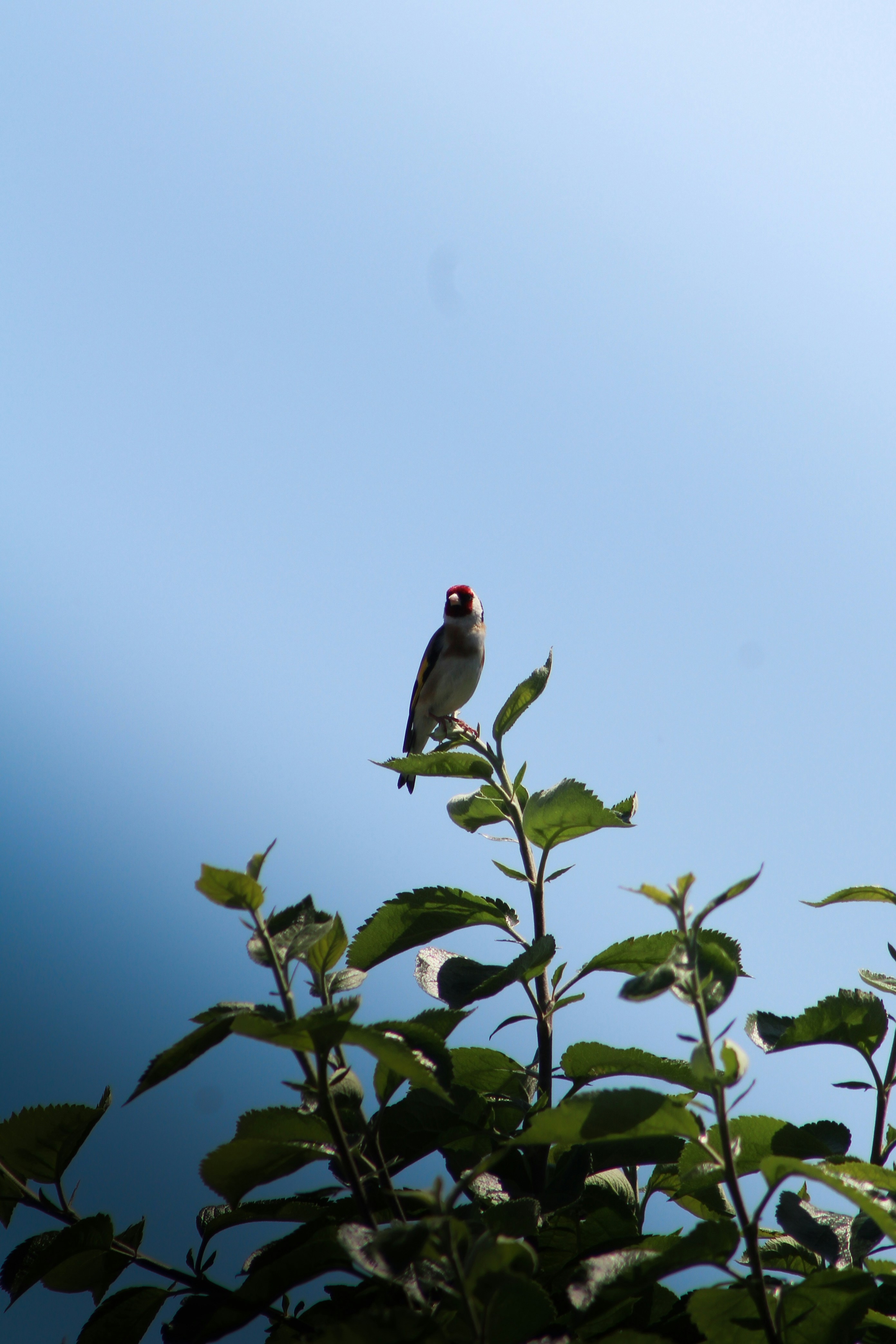 Red-Breasted Warbler Perched Above Greenery Against Wide Sky