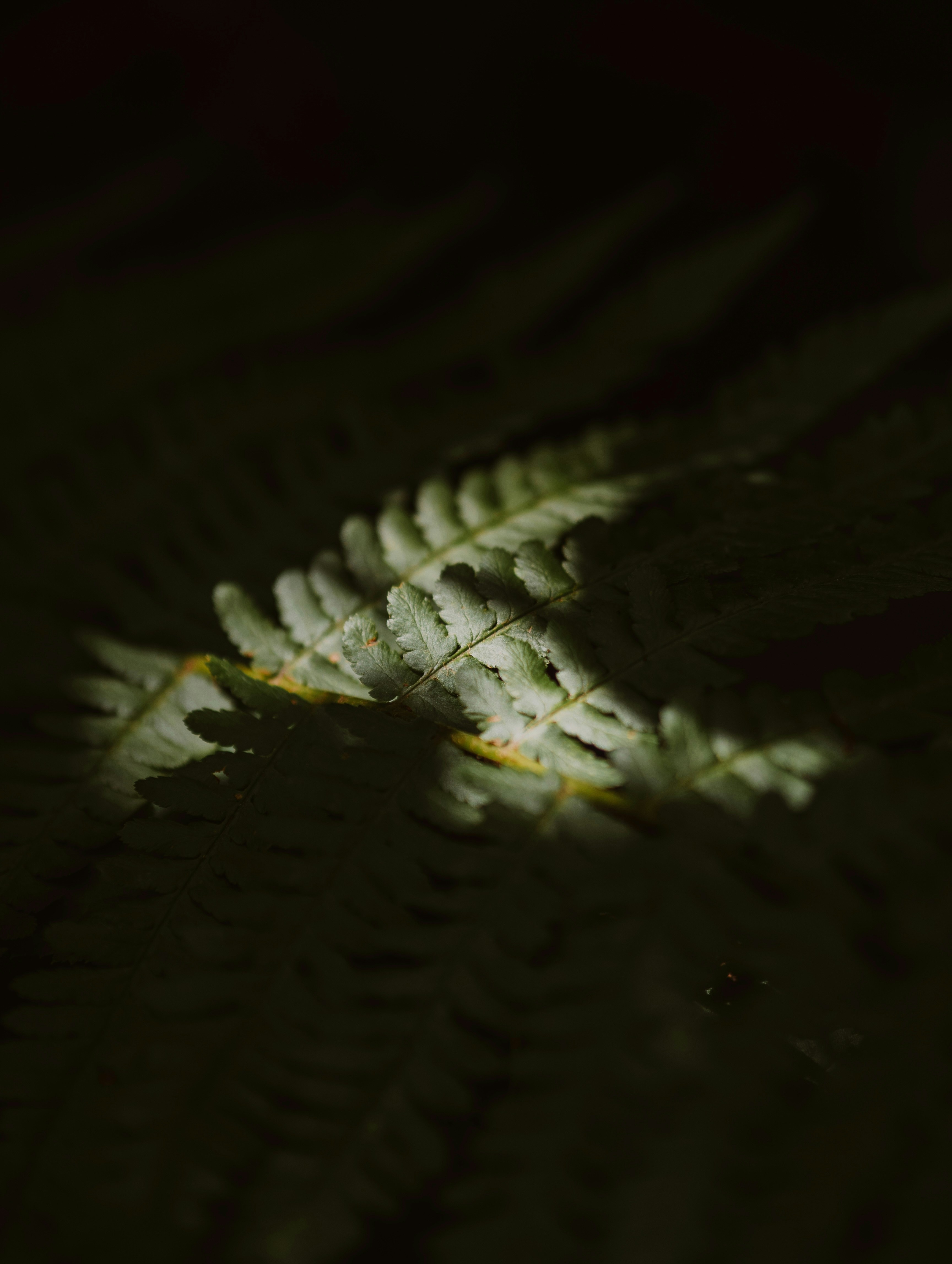 Sunlit Fern Frond: a Quiet Moment in the Shaded Understory
