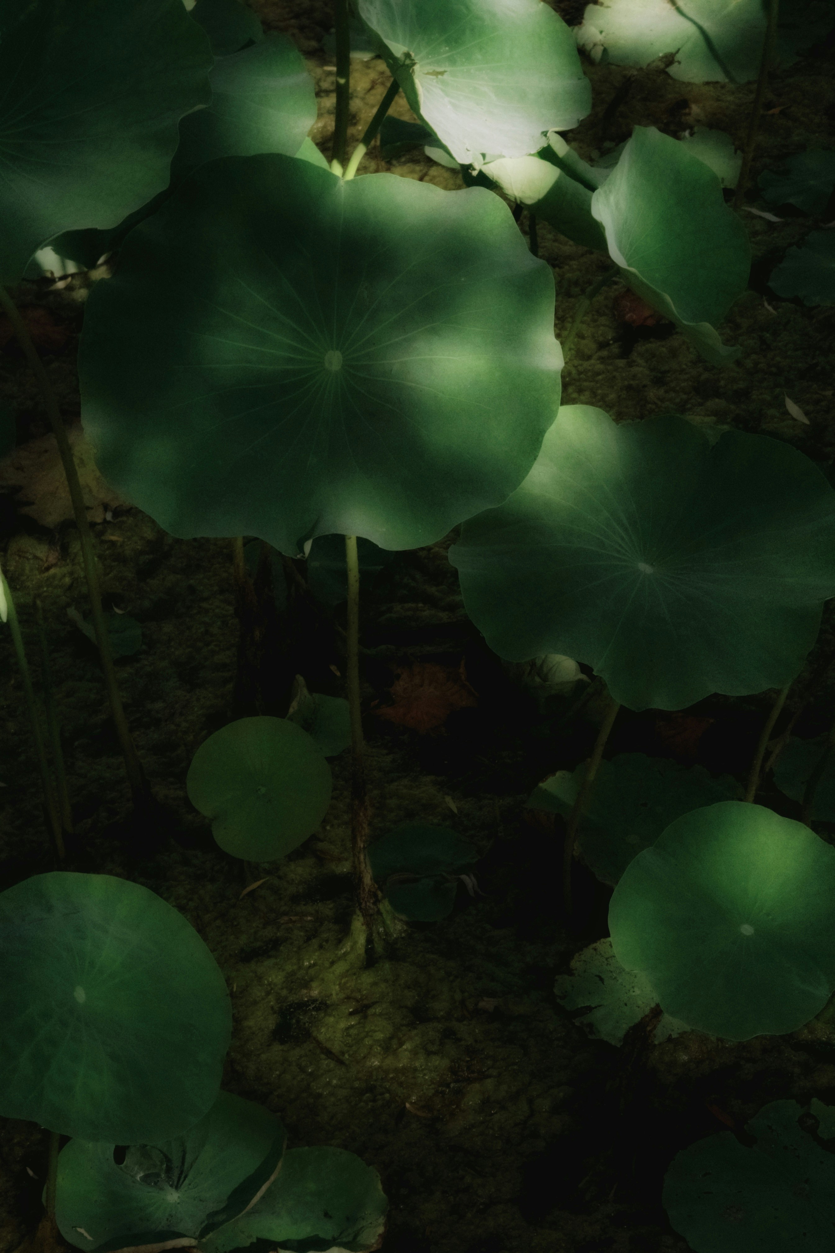 Moonlit Lotus Leaves Loom Over a Shadowed Forest Floor