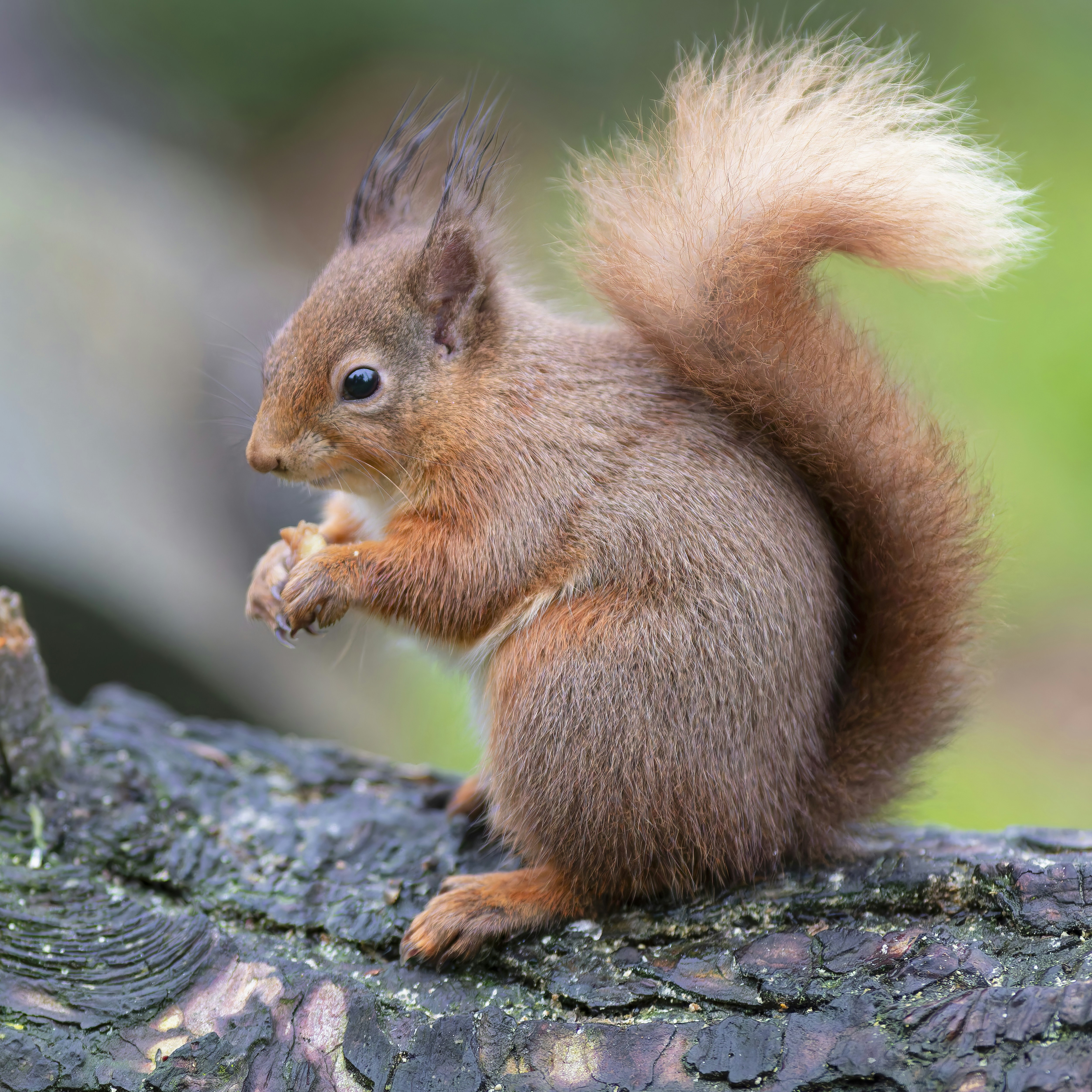 Red squirrel perched on a moss-covered log, paws clasped as it nibbles. A close, natural portrait emphasizing its fluffy tail andfur against a soft green background.